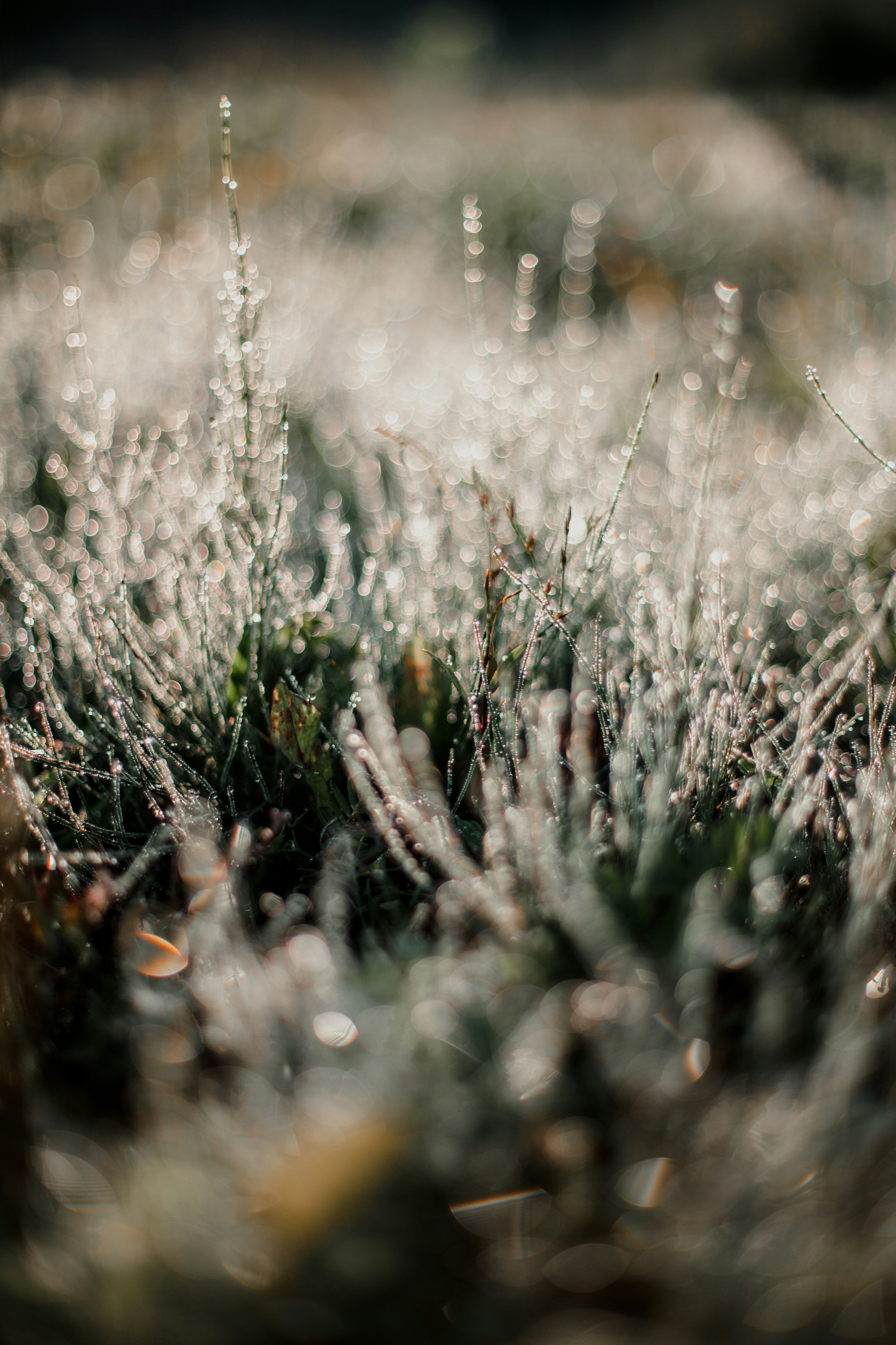 Dew-Laced Grass Under Velvet Morning Glow
