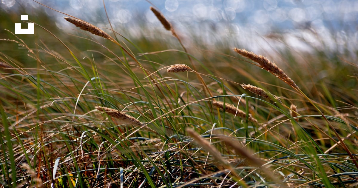 Brown Grass Near Body Of Water During Daytime Photo Free Hirtshals