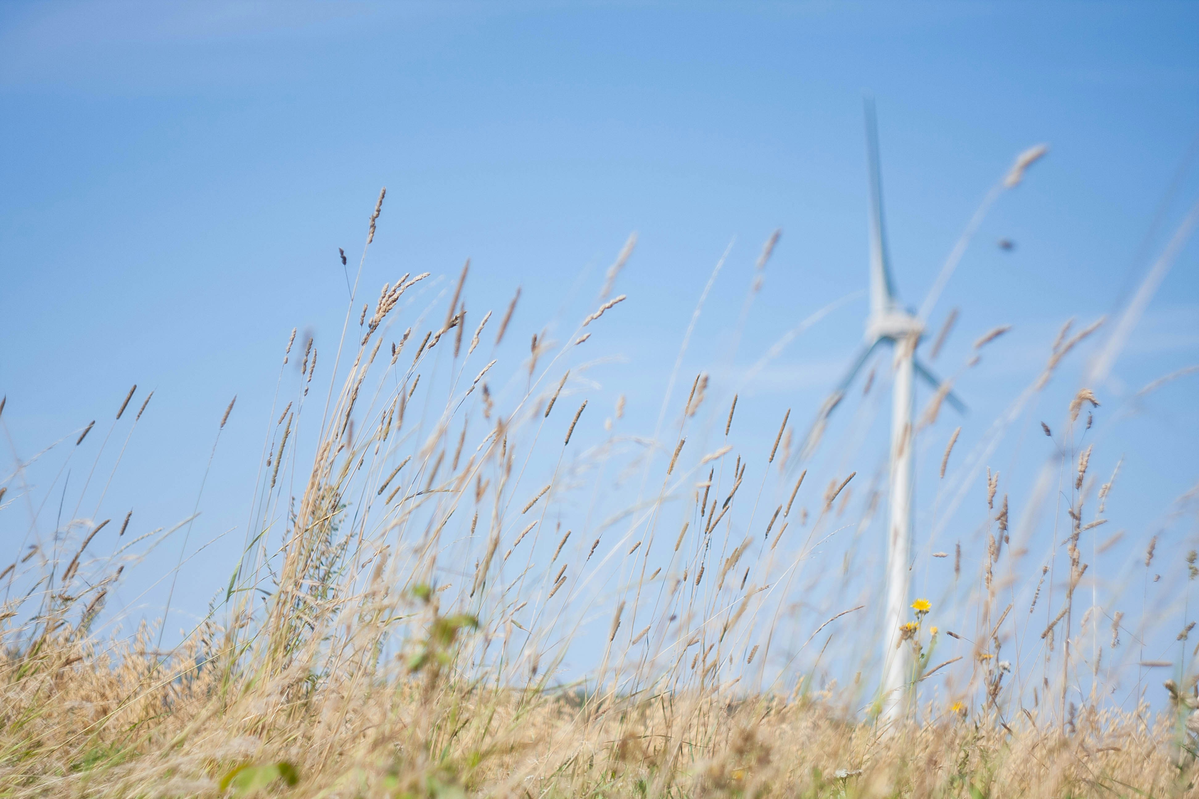 White wind turbines on brown grass field under blue sky during daytime ...