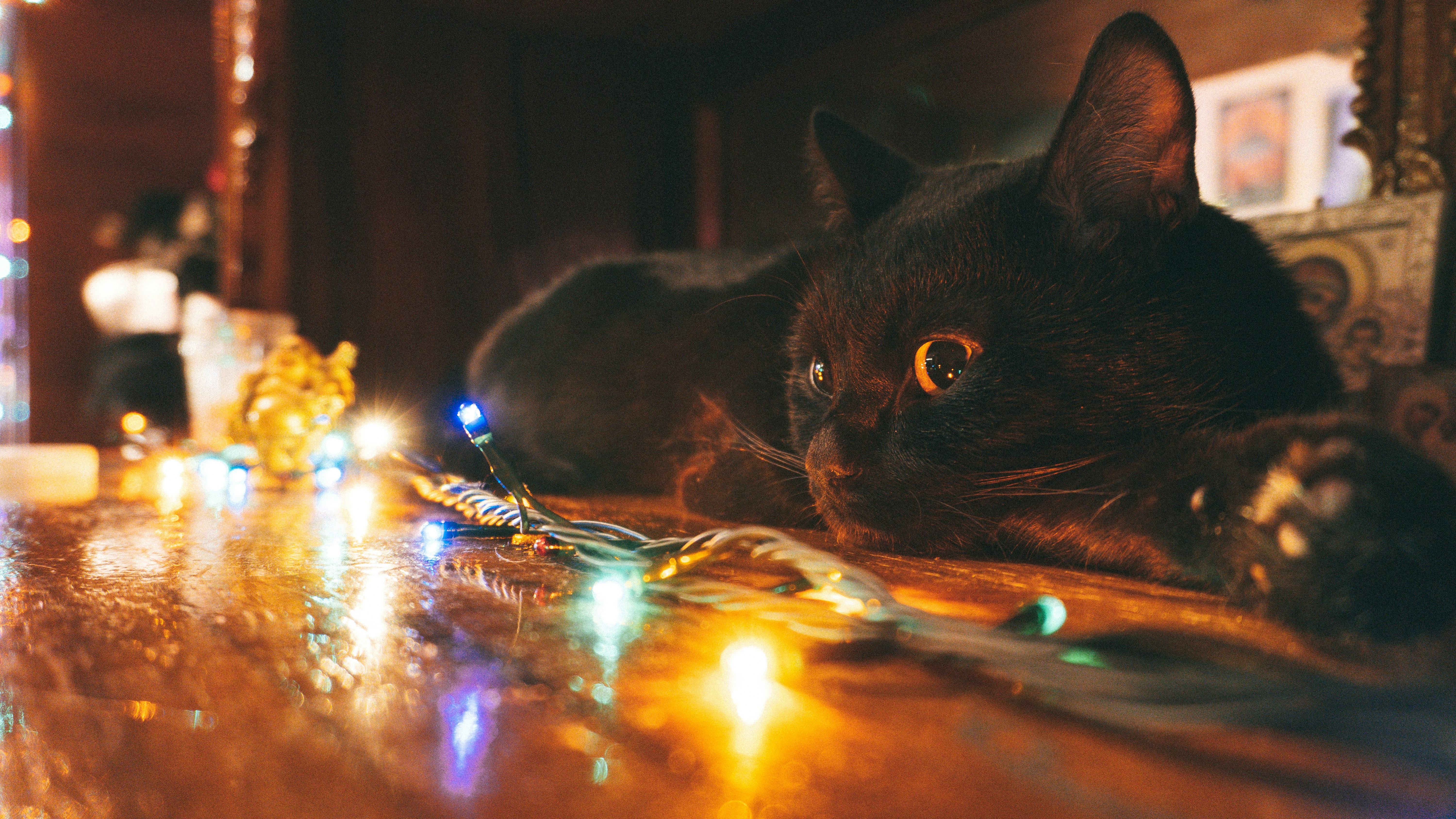 A sleek black cat lounges on a wooden surface, surrounded by colorful holiday lights that softly illuminate its fur.
