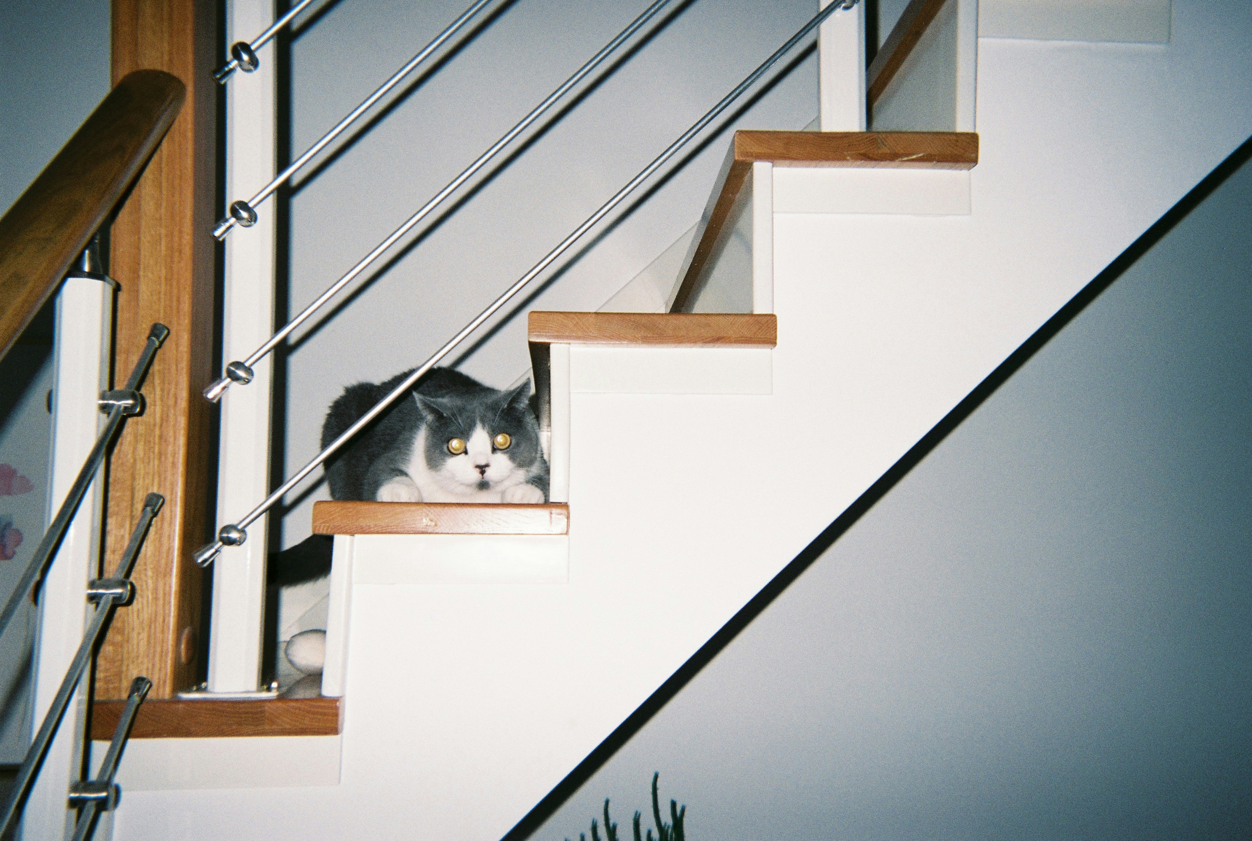 Whiskered Sentinel on the Geometric Staircase