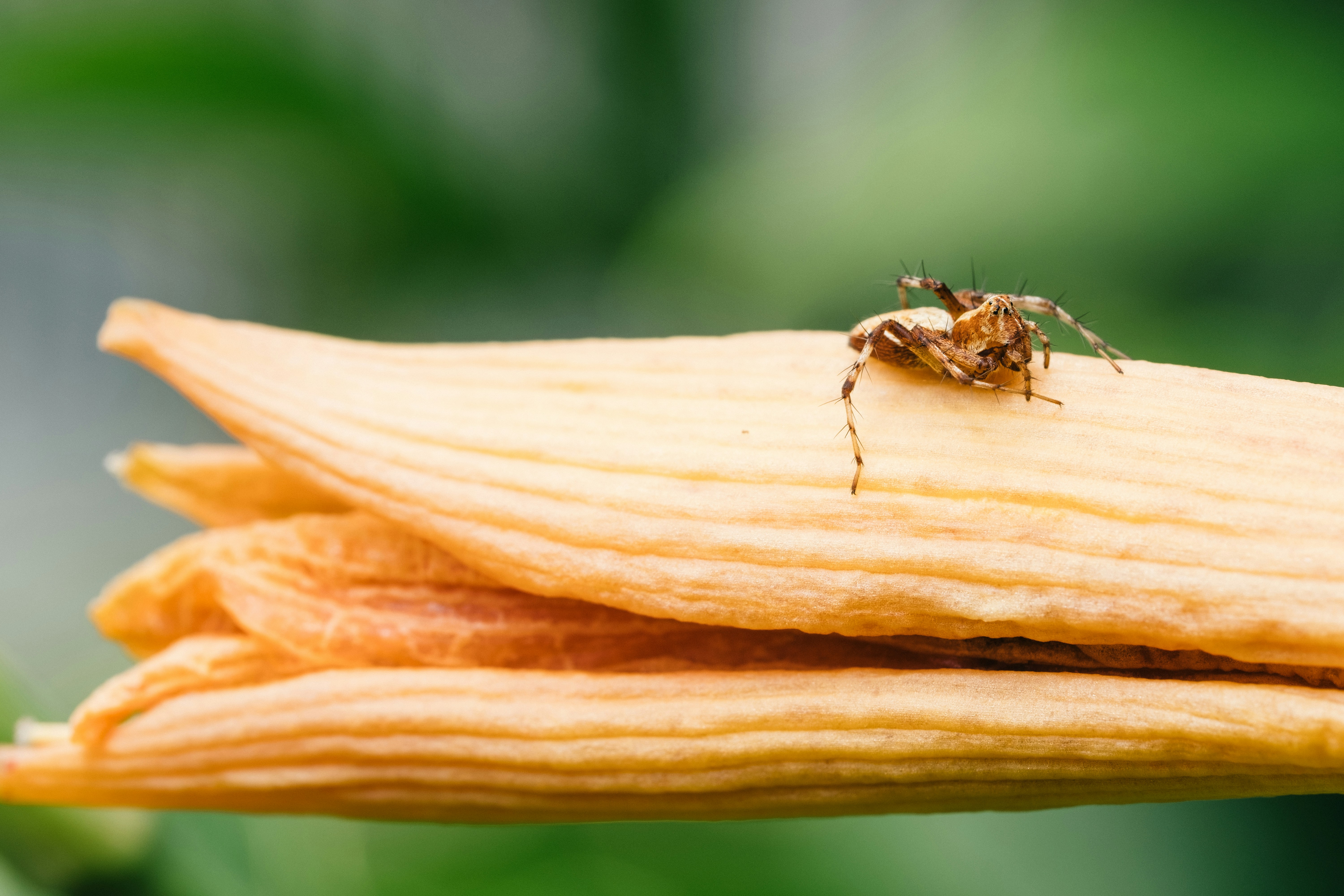 Tiny Visitor on Papery Petals: A Macro Moment
