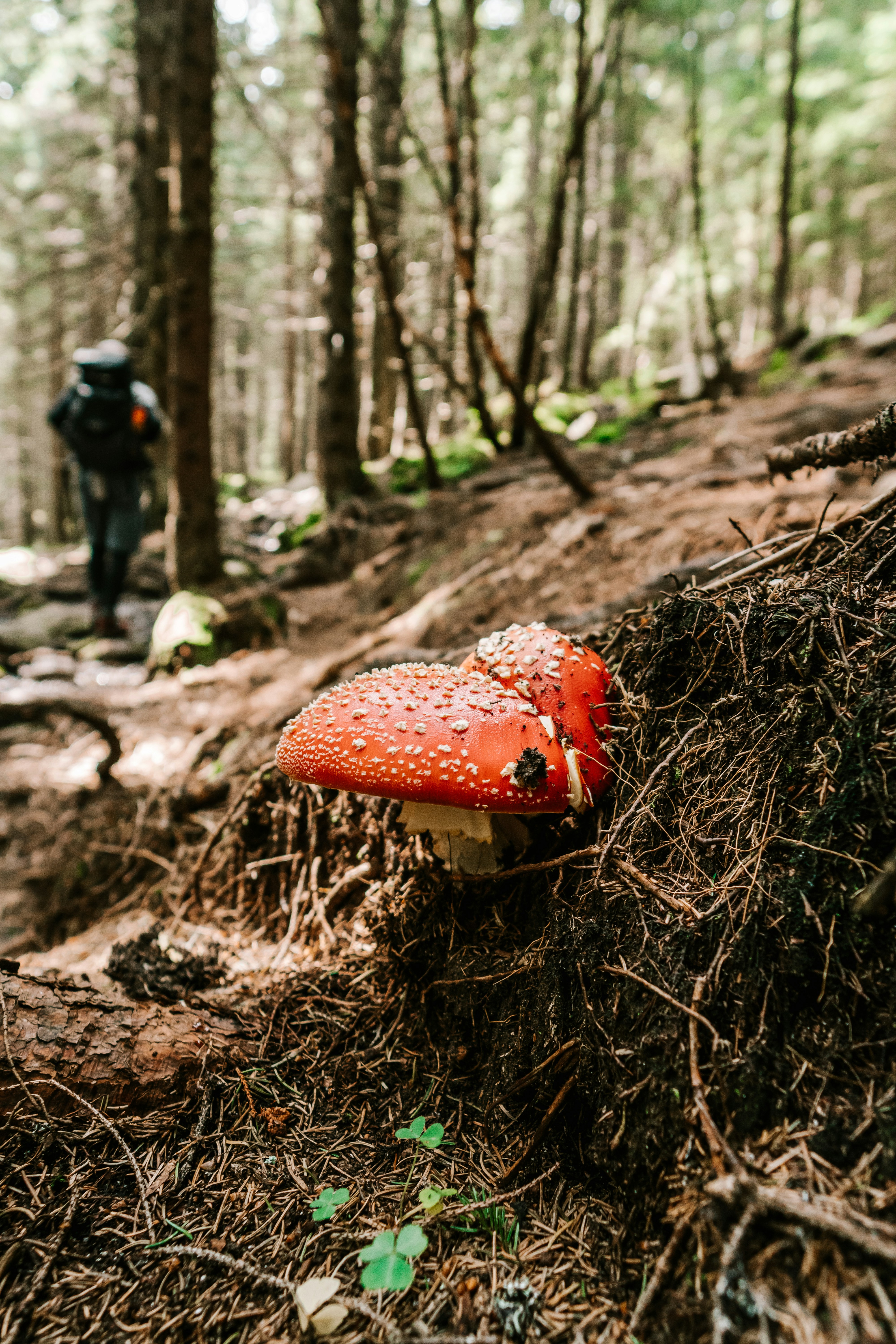 Scarlet Mushroom on a Mossy Root, Framing a Lone Hiker in the Pines