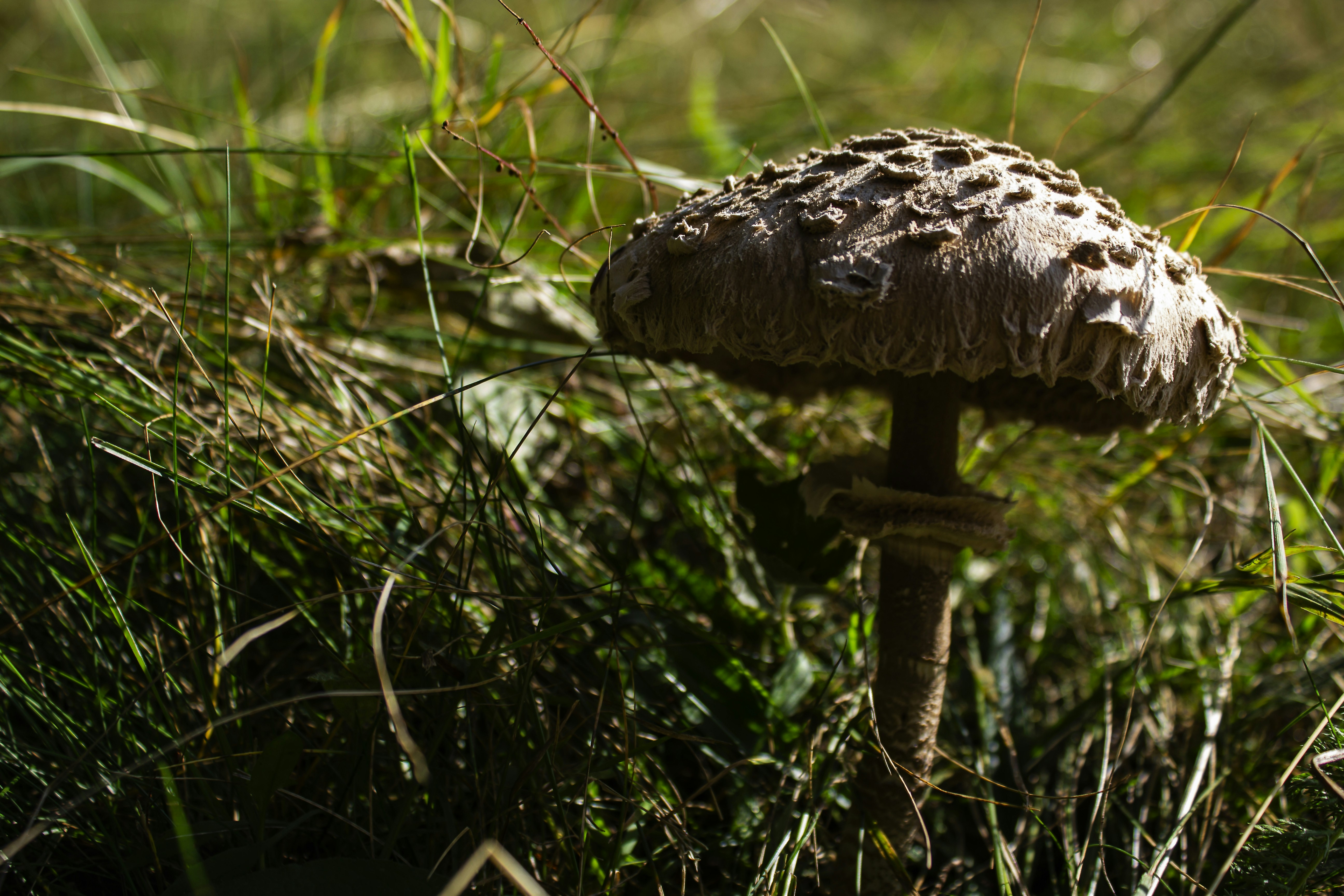 Nature's Umbrella: A Mushroom's View