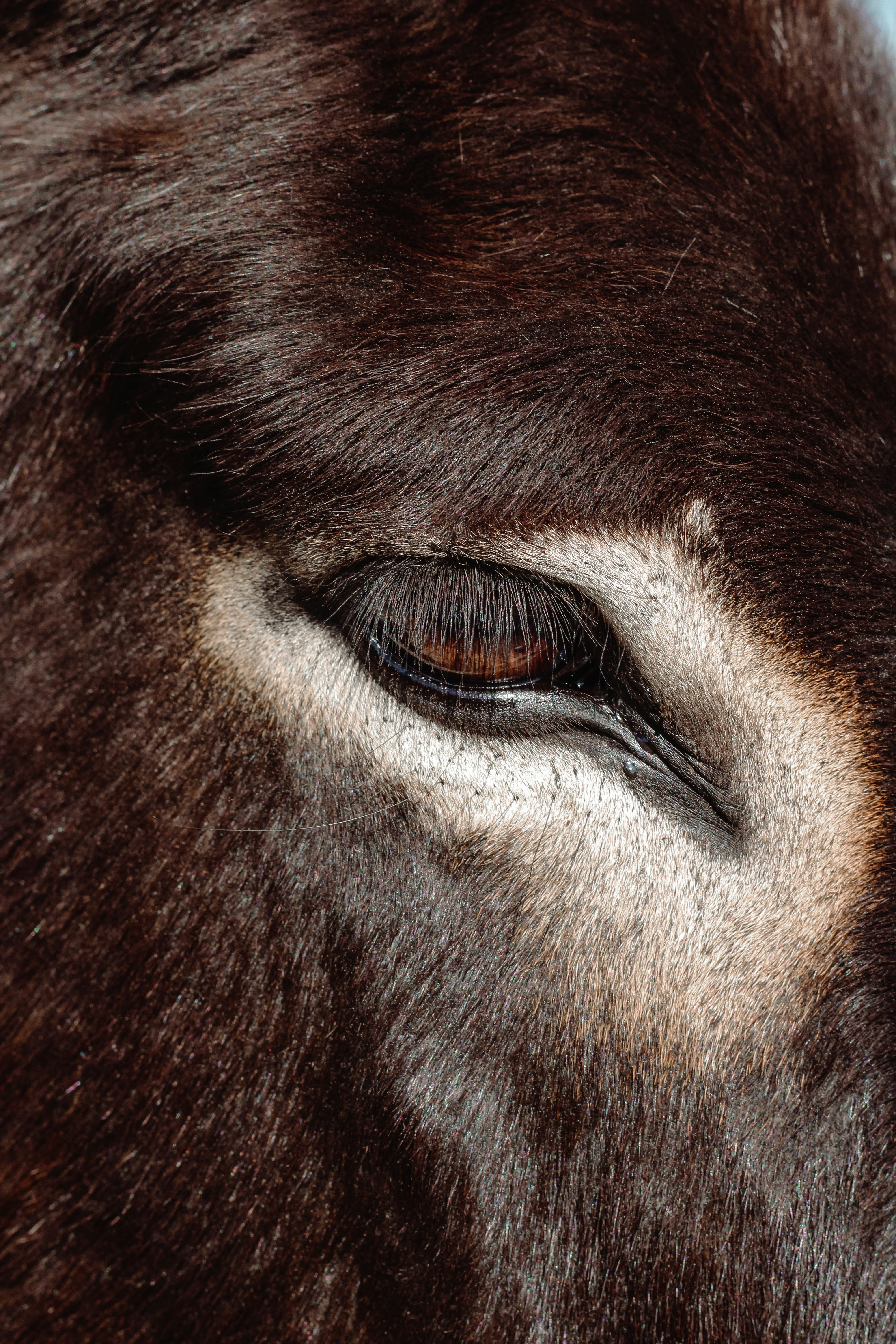 Brown animal eye in close up photography photo – Free España Image on ...
