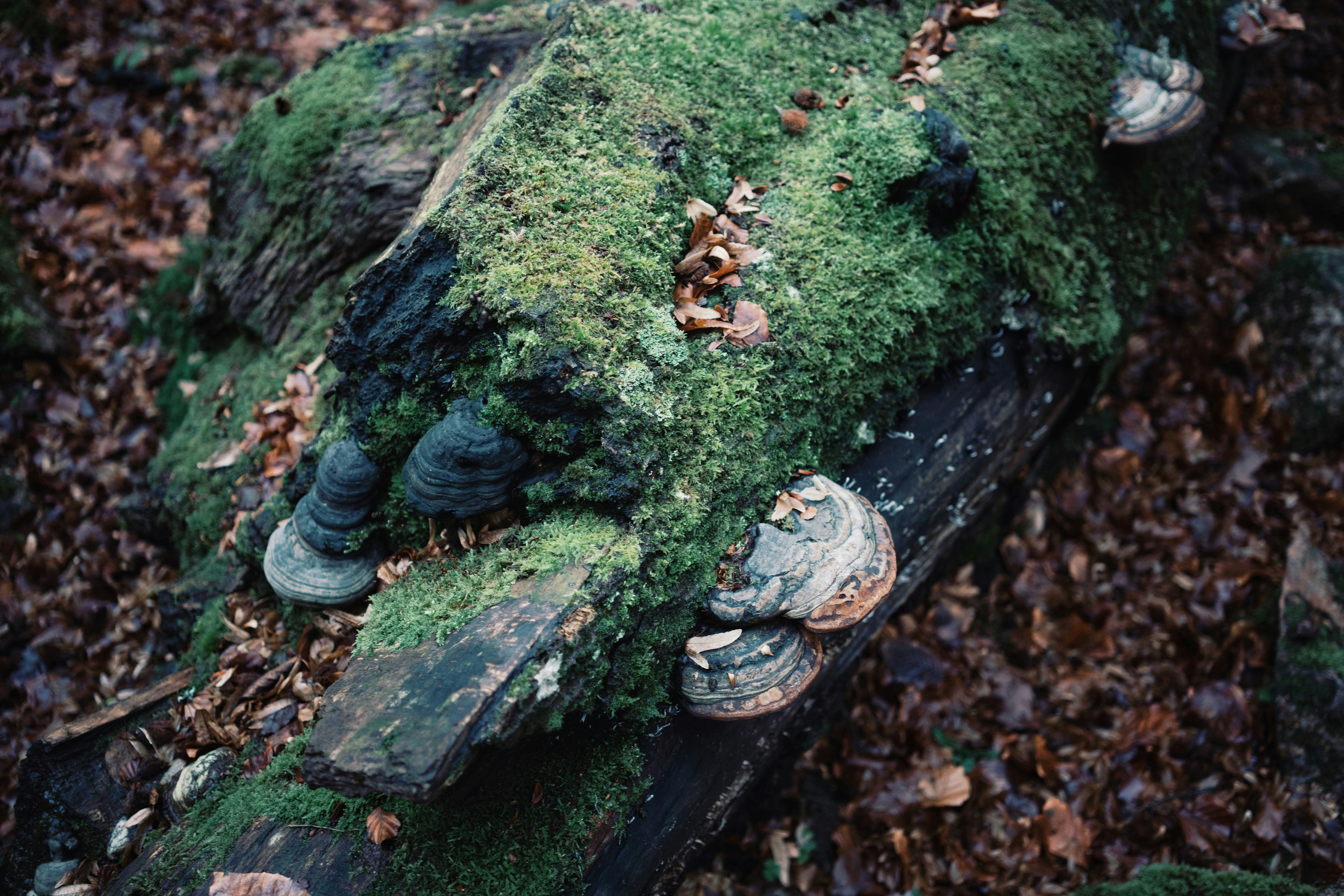 A moss covered wooden bench in the woods photo – Free Hällede Image on ...