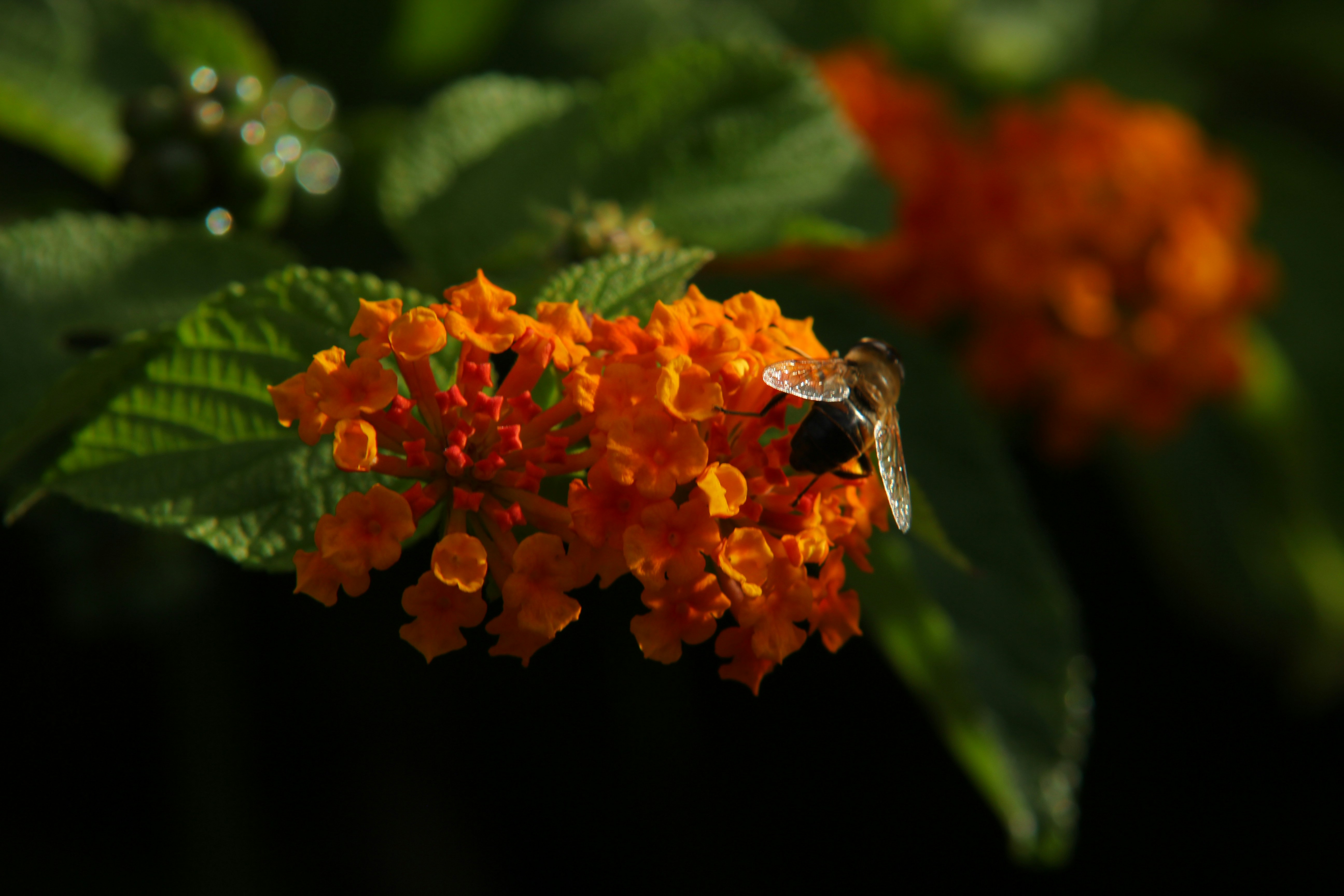 Hoverfly at the Nectar Gate on a Fiery Lantana in Shadowed Light