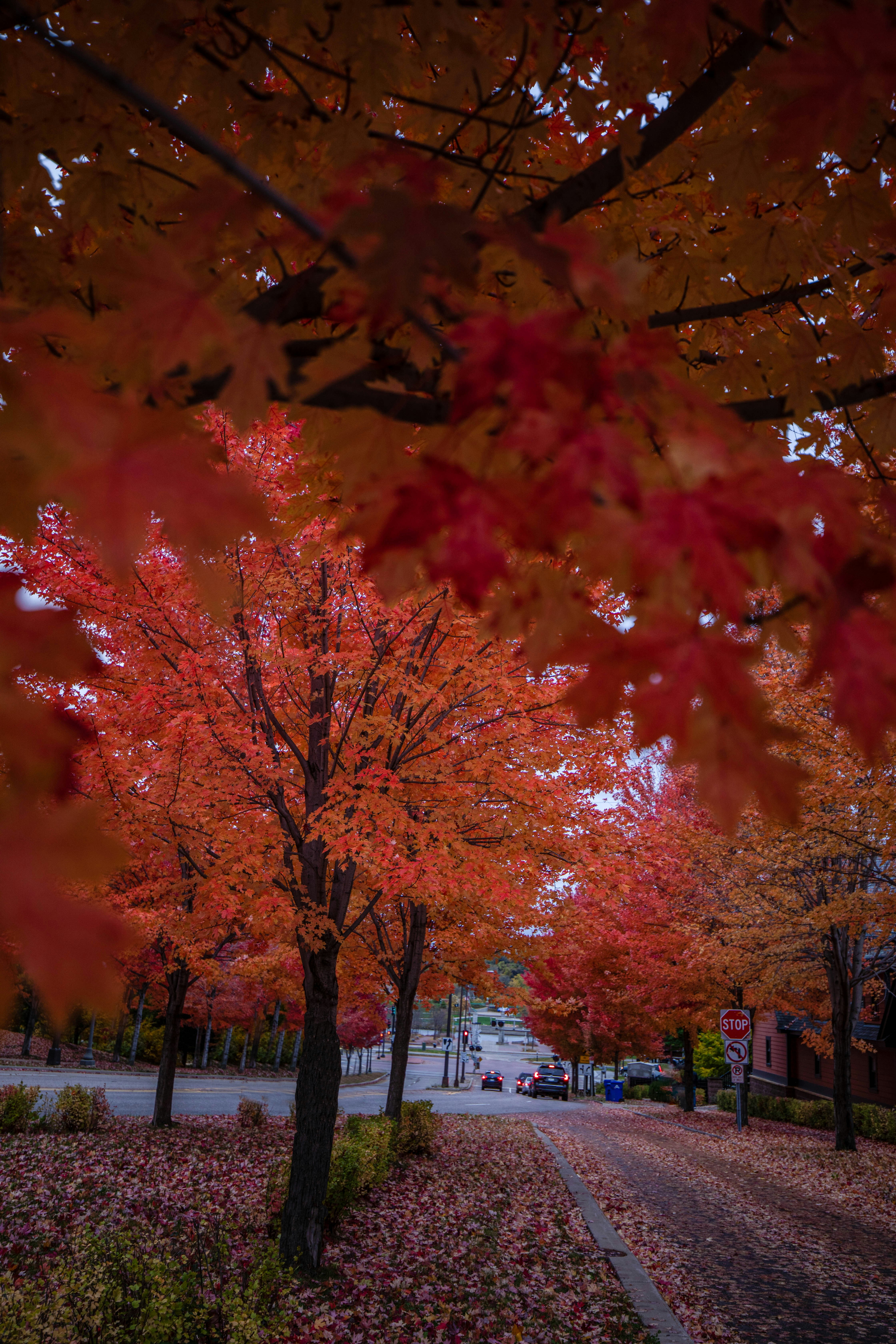 Red and brown maple tree photo – Free Car Image on Unsplash