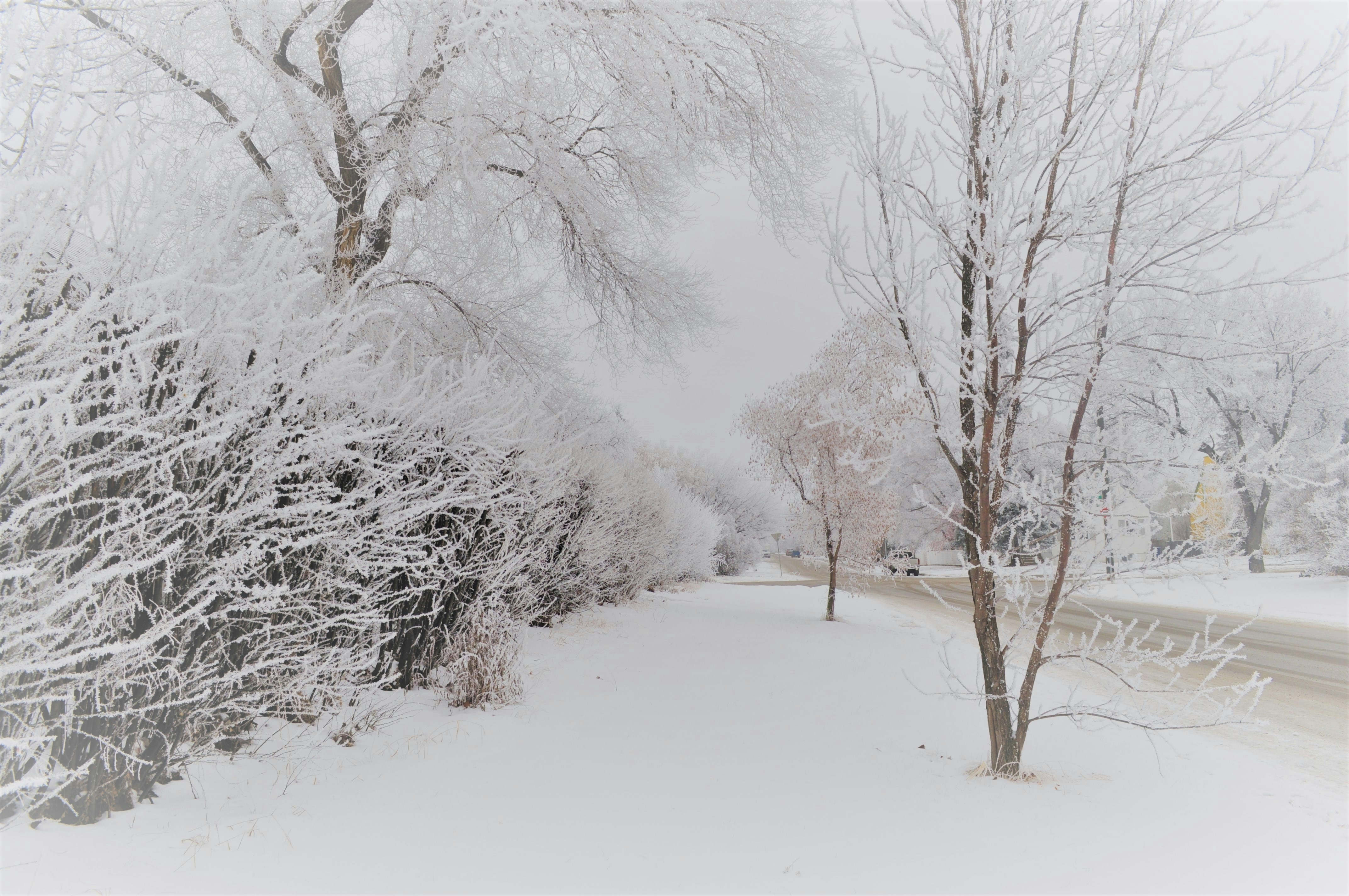 Snow-covered trees line a quiet road on a foggy winter day.