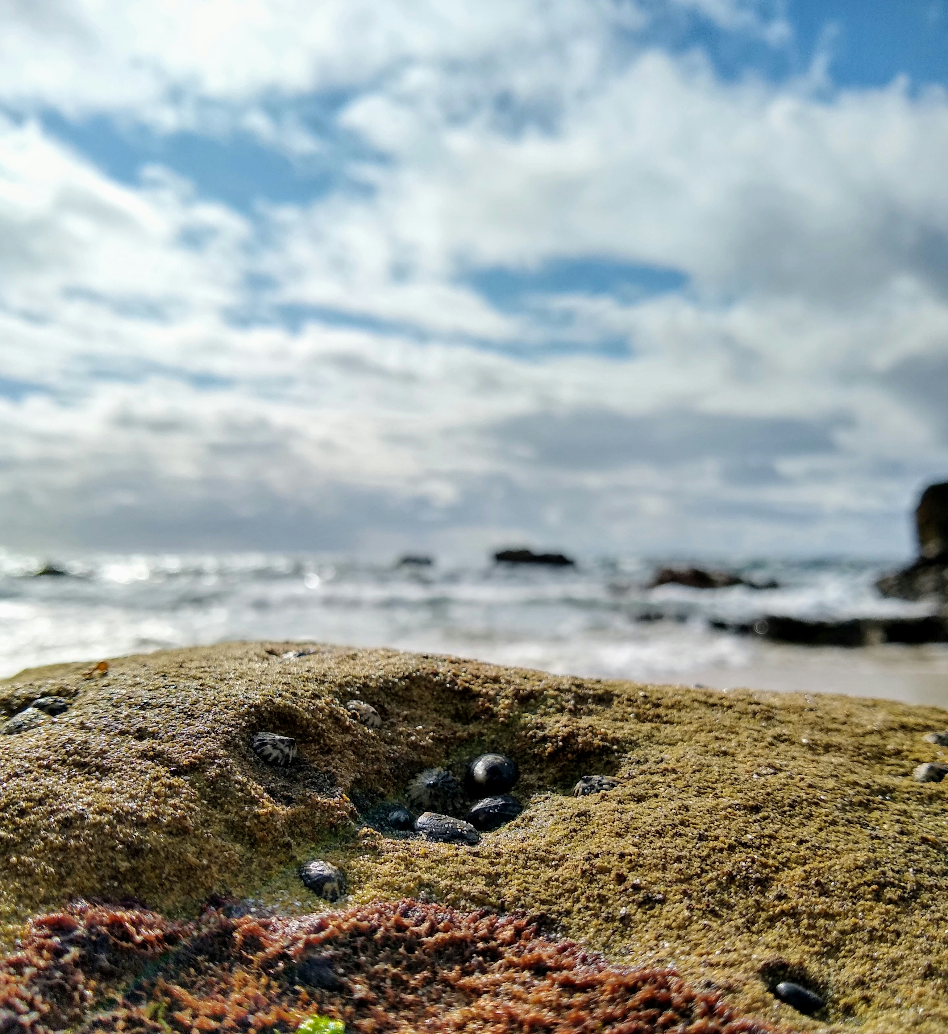 Close-up of a rocky shoreline featuring vibrant marine life and textured surfaces, with the ocean in the background under a cloudy sky.