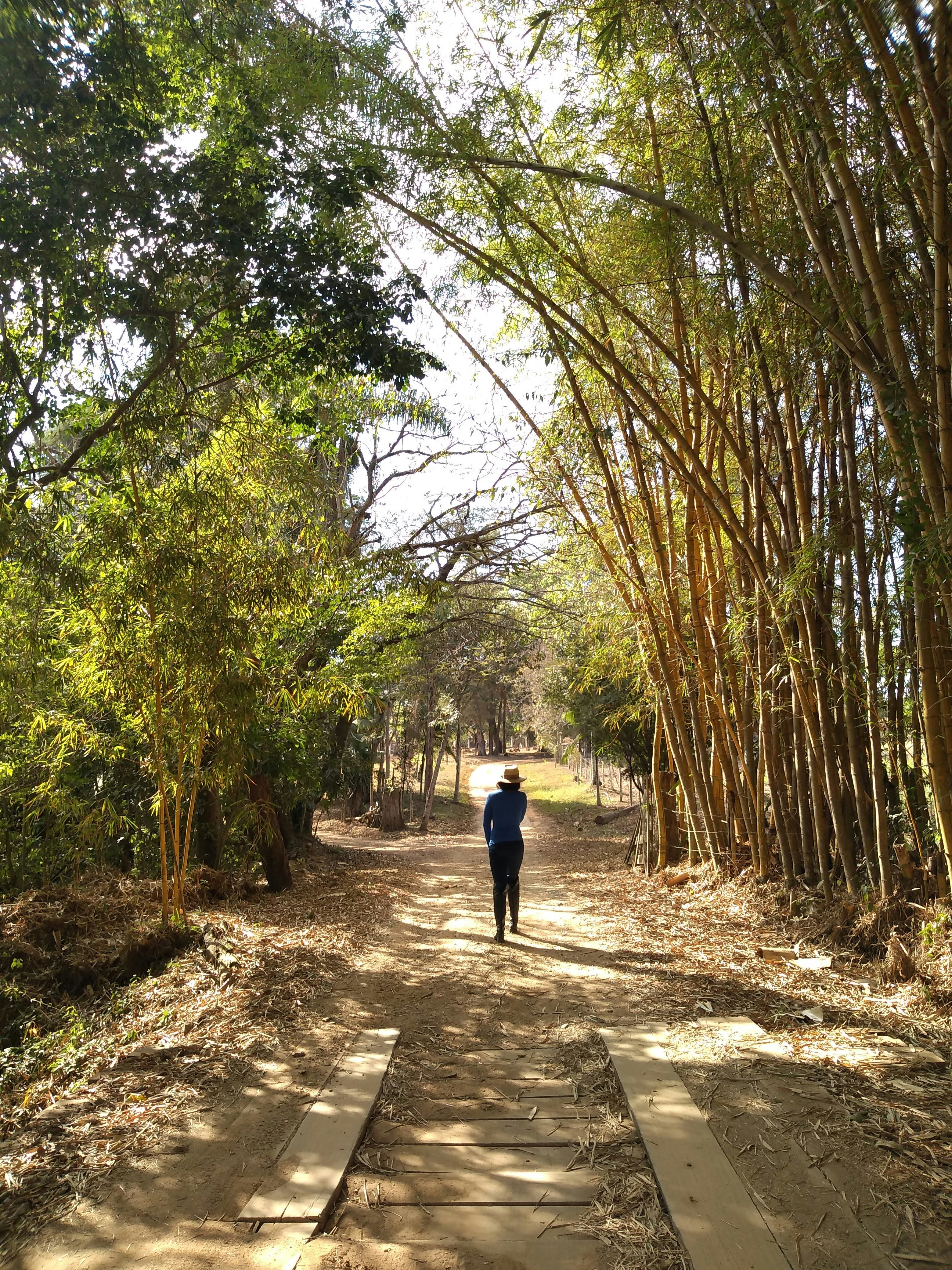 Person in blue jacket walking on pathway between trees during daytime ...