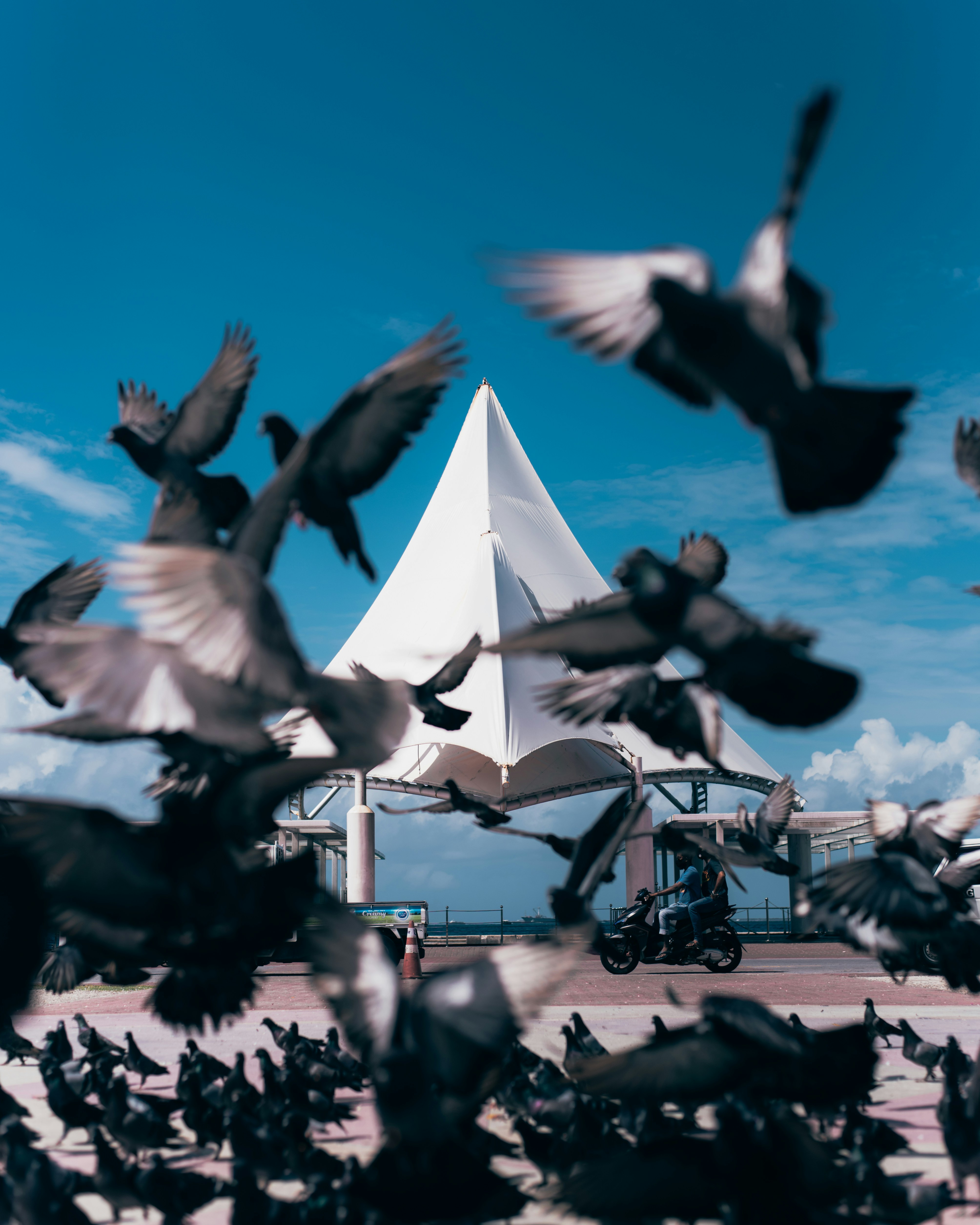 Feathers in Flight: A Central Pavilion Framed by Pigeons