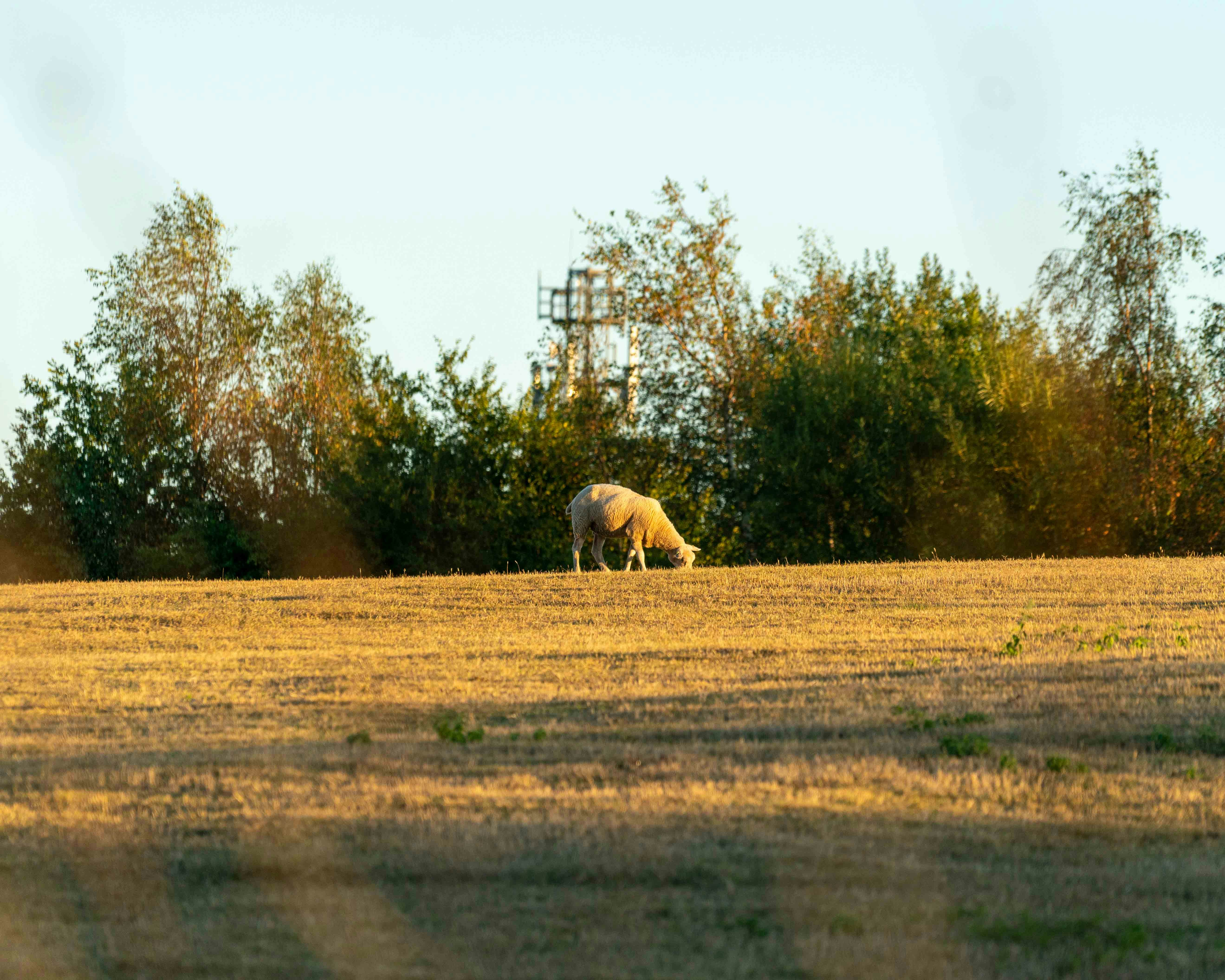 Solitary Grazer at Dusk