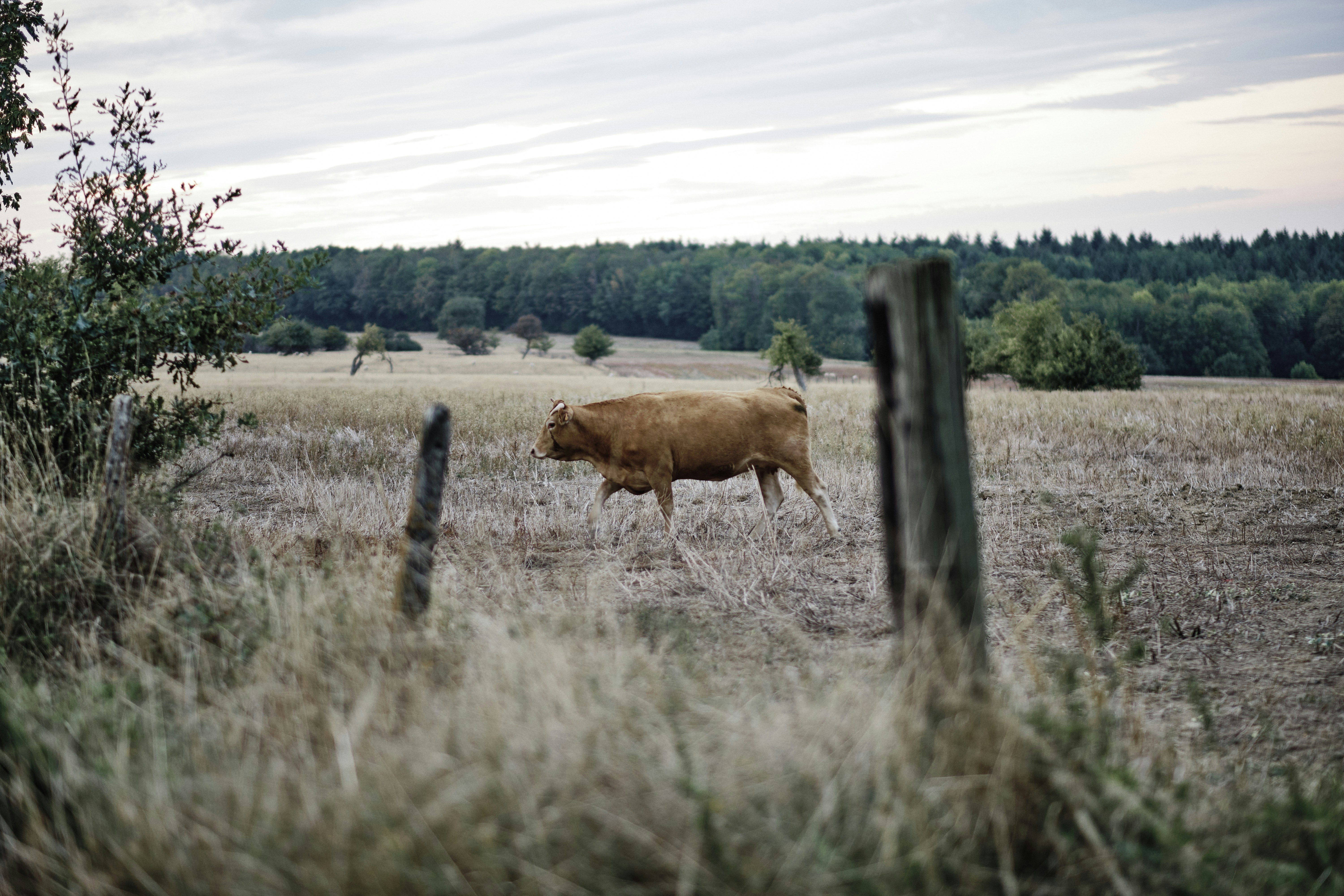 Horizonbound: A solitary cow traverses a sunlit pasture framed by weathered fence posts.