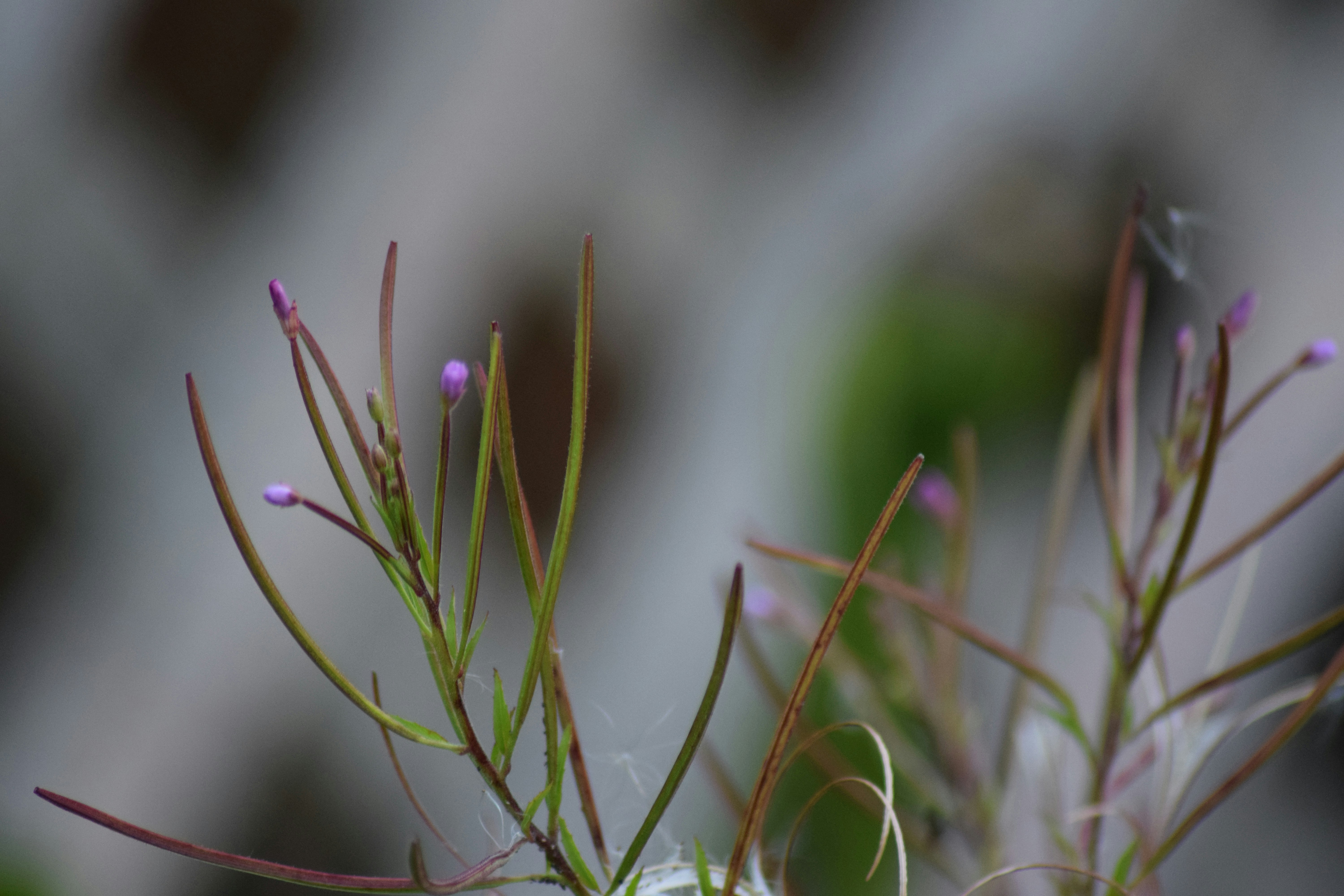 Purple-tipped Stems Entwined in Gossamer Threads