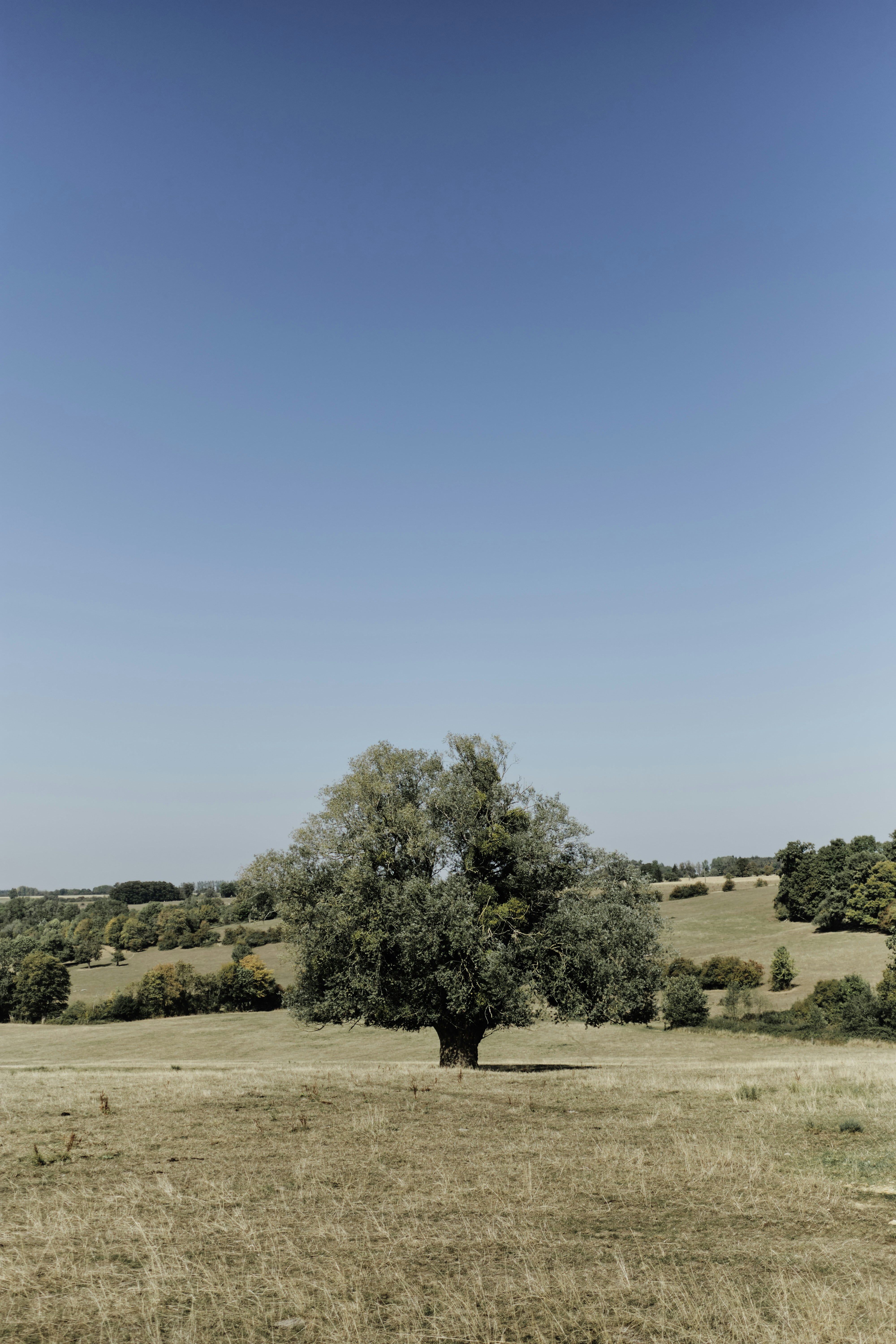 Lone Oak on a Golden Prairie Under a Wide Azure Sky
