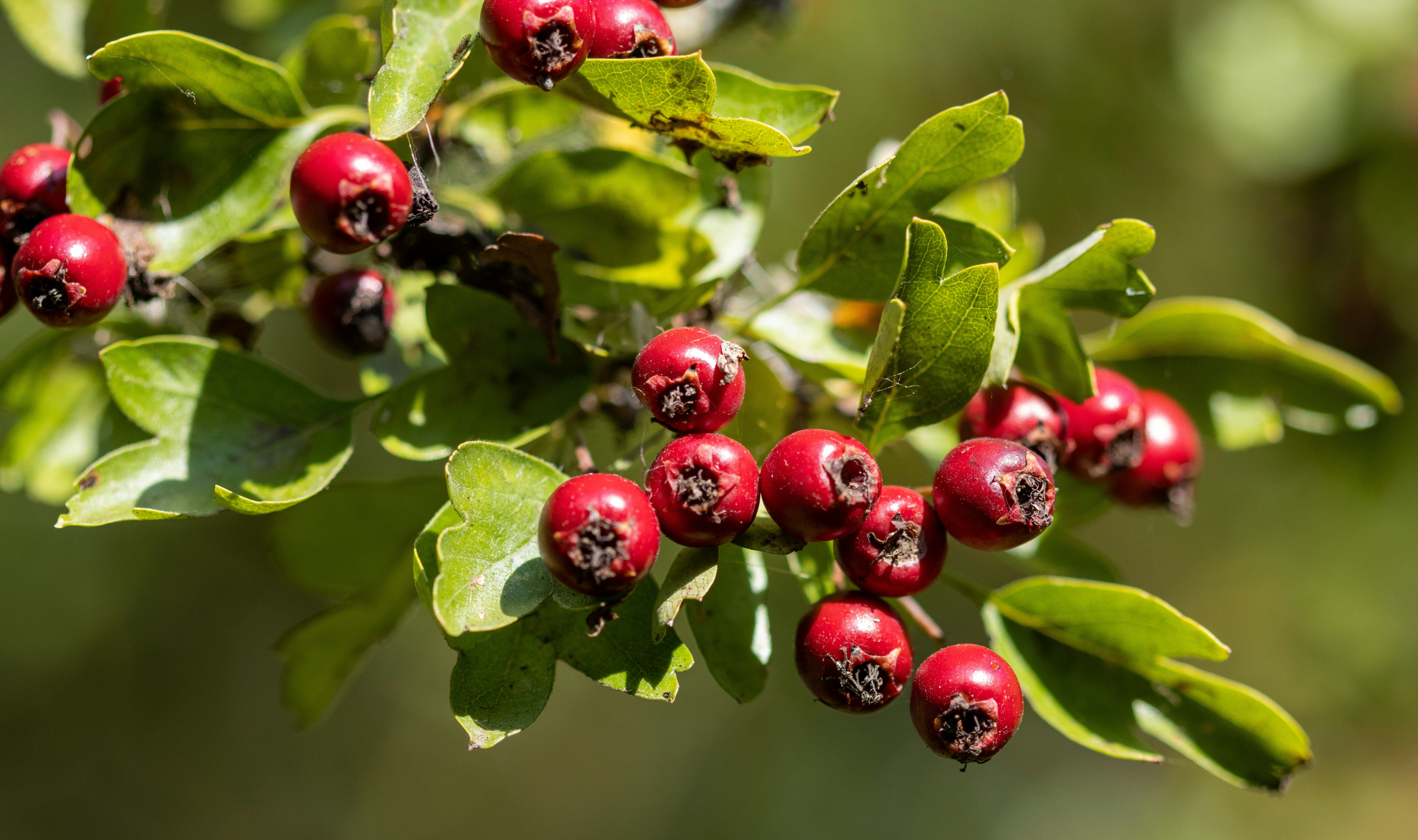Red round fruits on green leaves photo – Free Autumn berries Image on ...