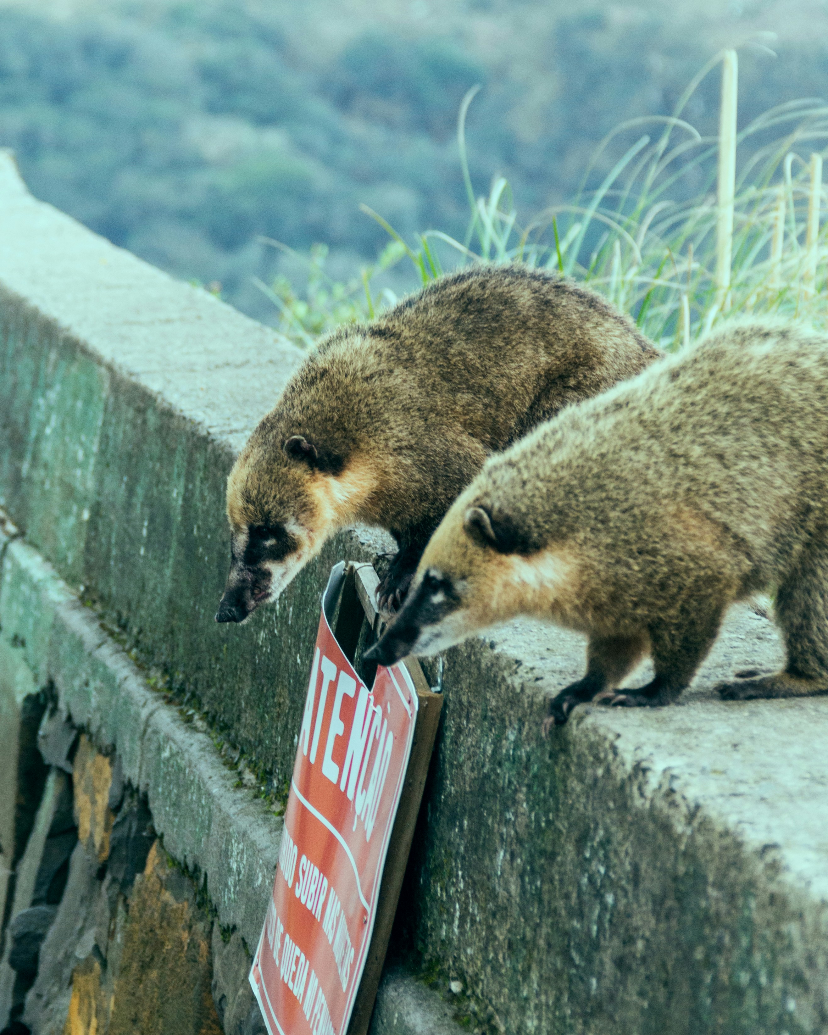 Two Curious Coatis Inspect a Roadside Sign from a Concrete Barrier