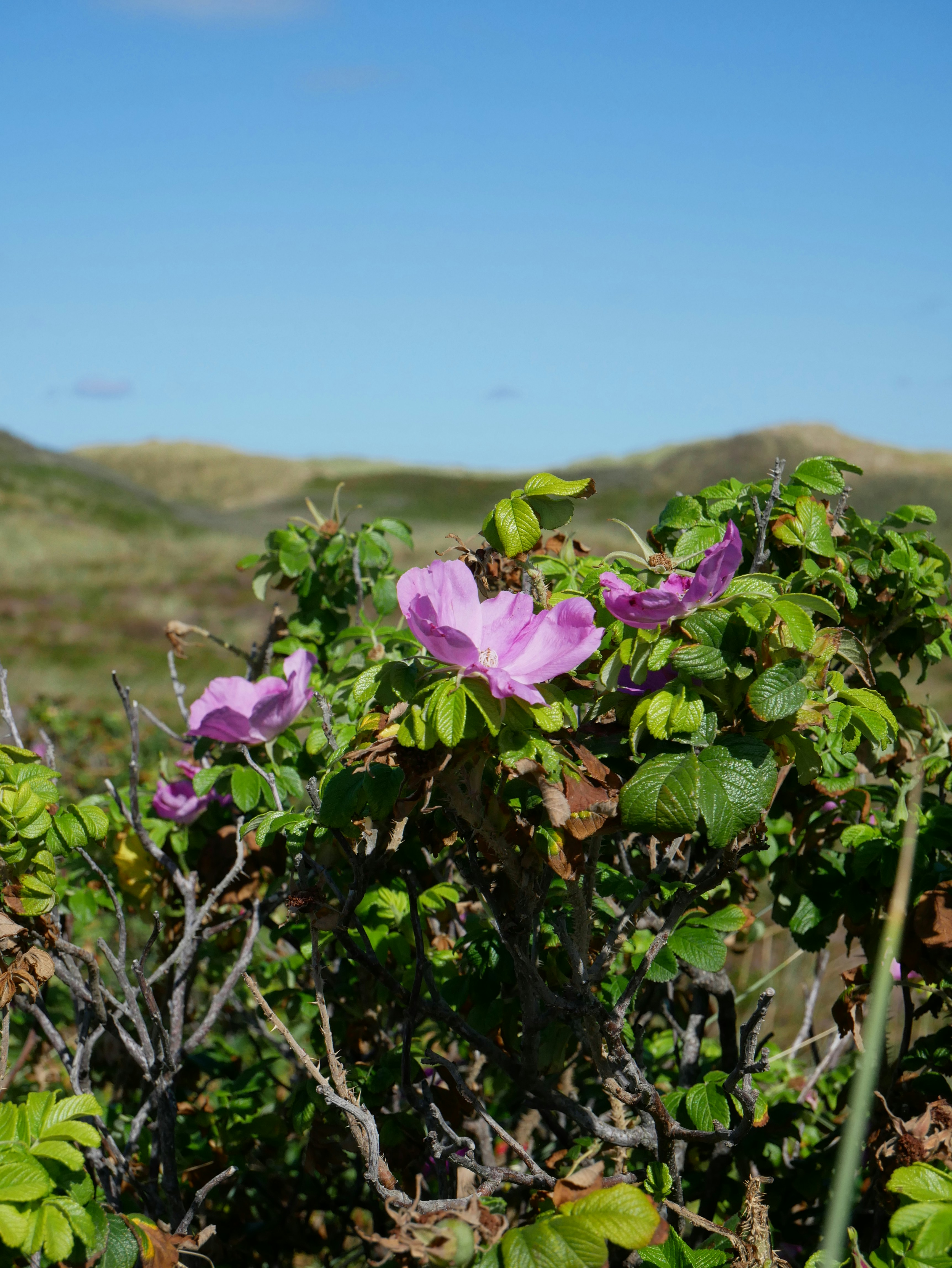 Pink wild roses bloom amid thorny vines under a clear blue sky
