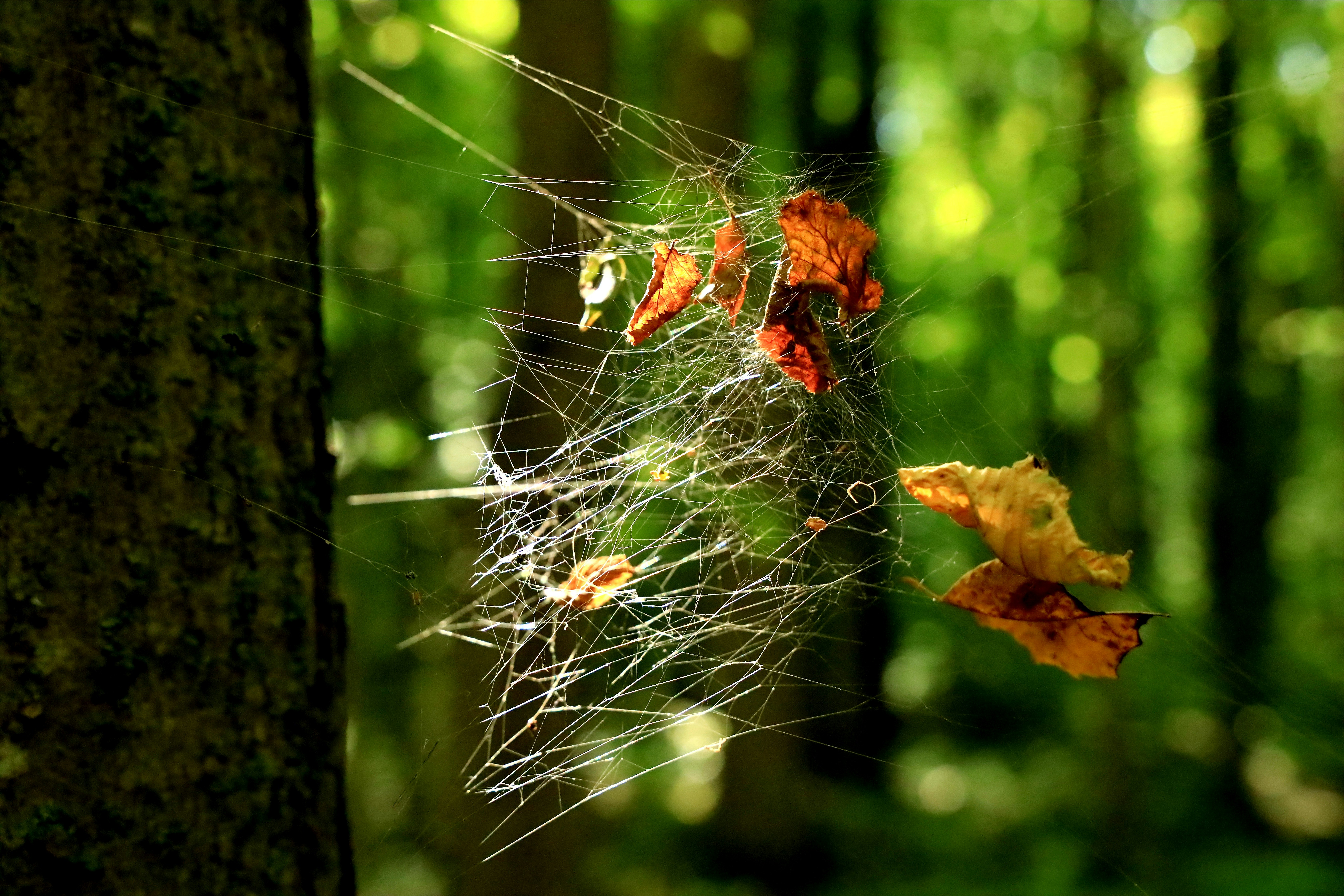 Delicate spider web adorned with autumn leaves, suspended between trees in a vibrant forest setting.