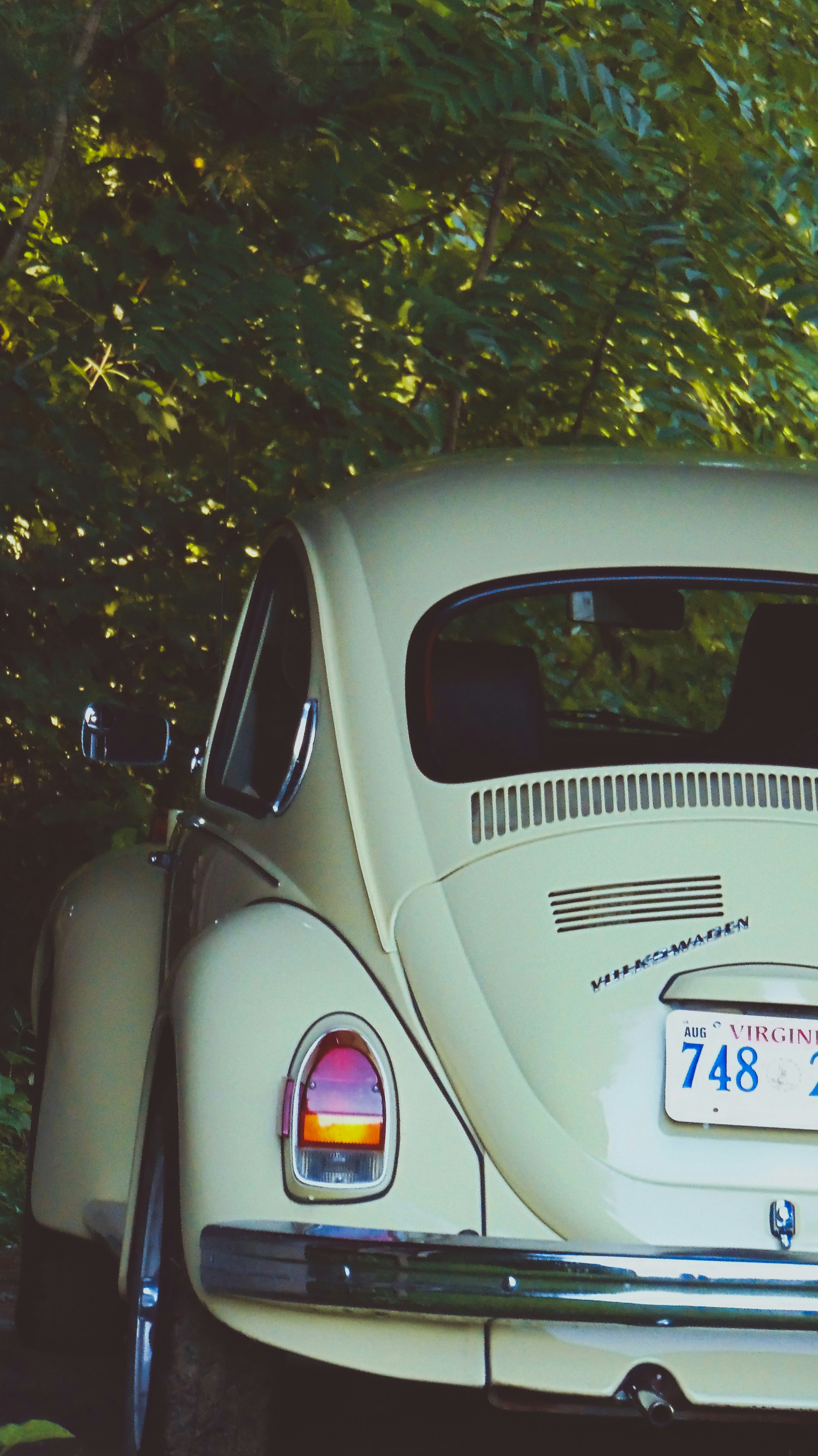 Classic Volkswagen Beetle parked amidst lush greenery, showcasing its retro design and unique color. The scene evokes nostalgia.