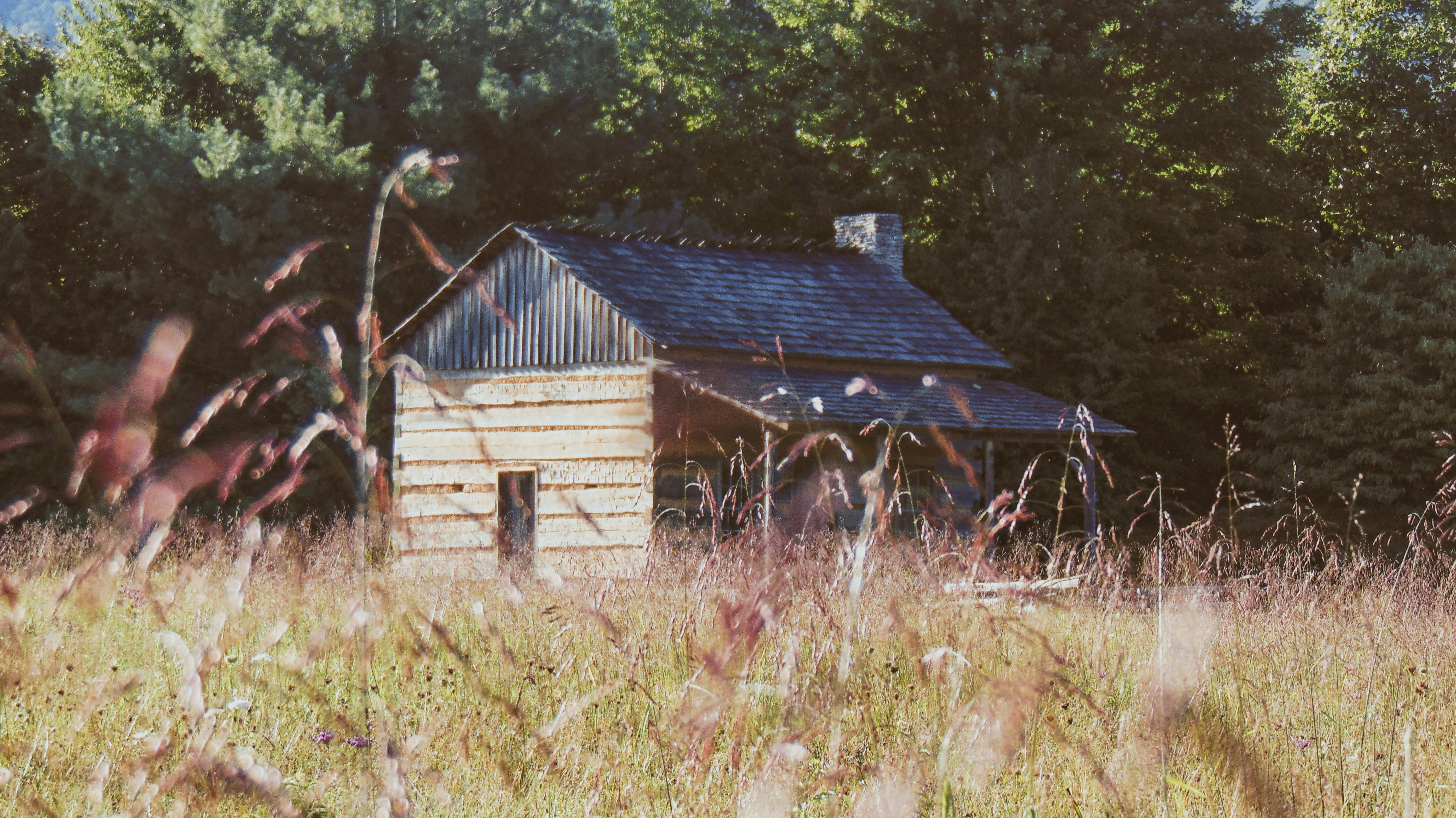 Abandoned wooden cabin nestled among tall grasses and trees, evoking a sense of nostalgia and tranquility.