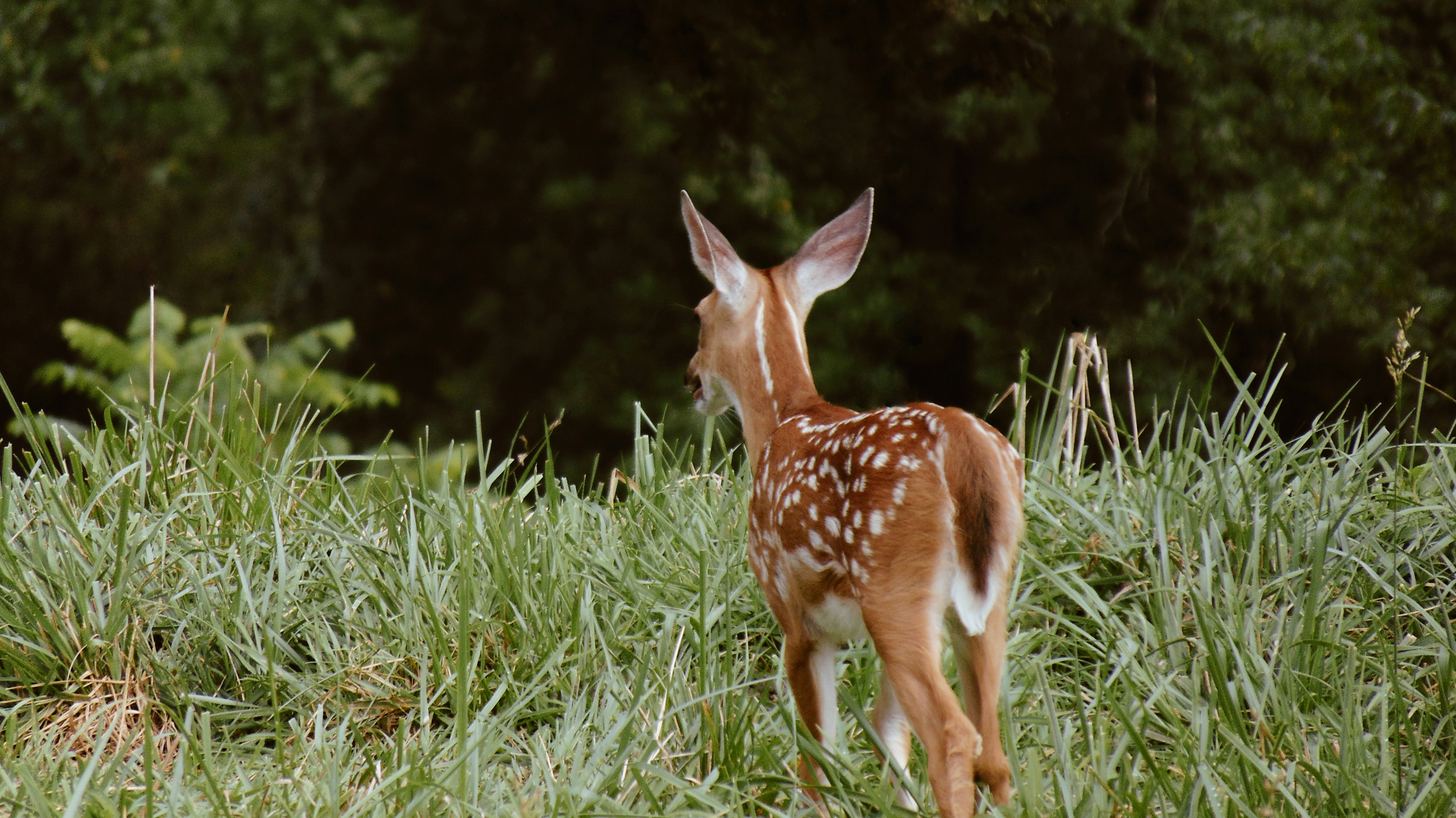A young fawn gracefully walks away through lush green grass, showcasing its distinctive spots. The serene backdrop emphasizes the tranquility of its natural habitat.
