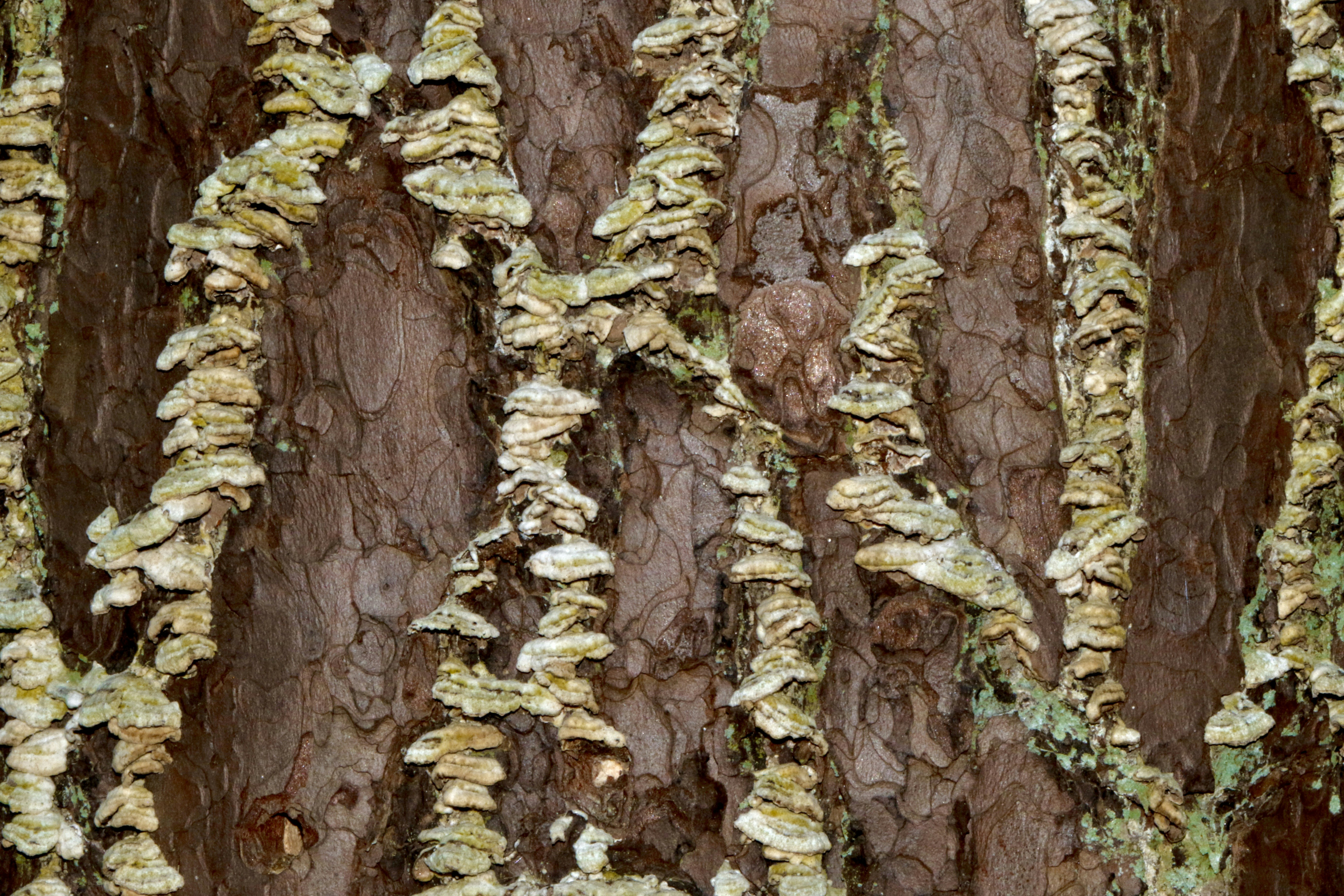 Lichen Ribbons on Weathered Pine Bark: A Textured Portrait