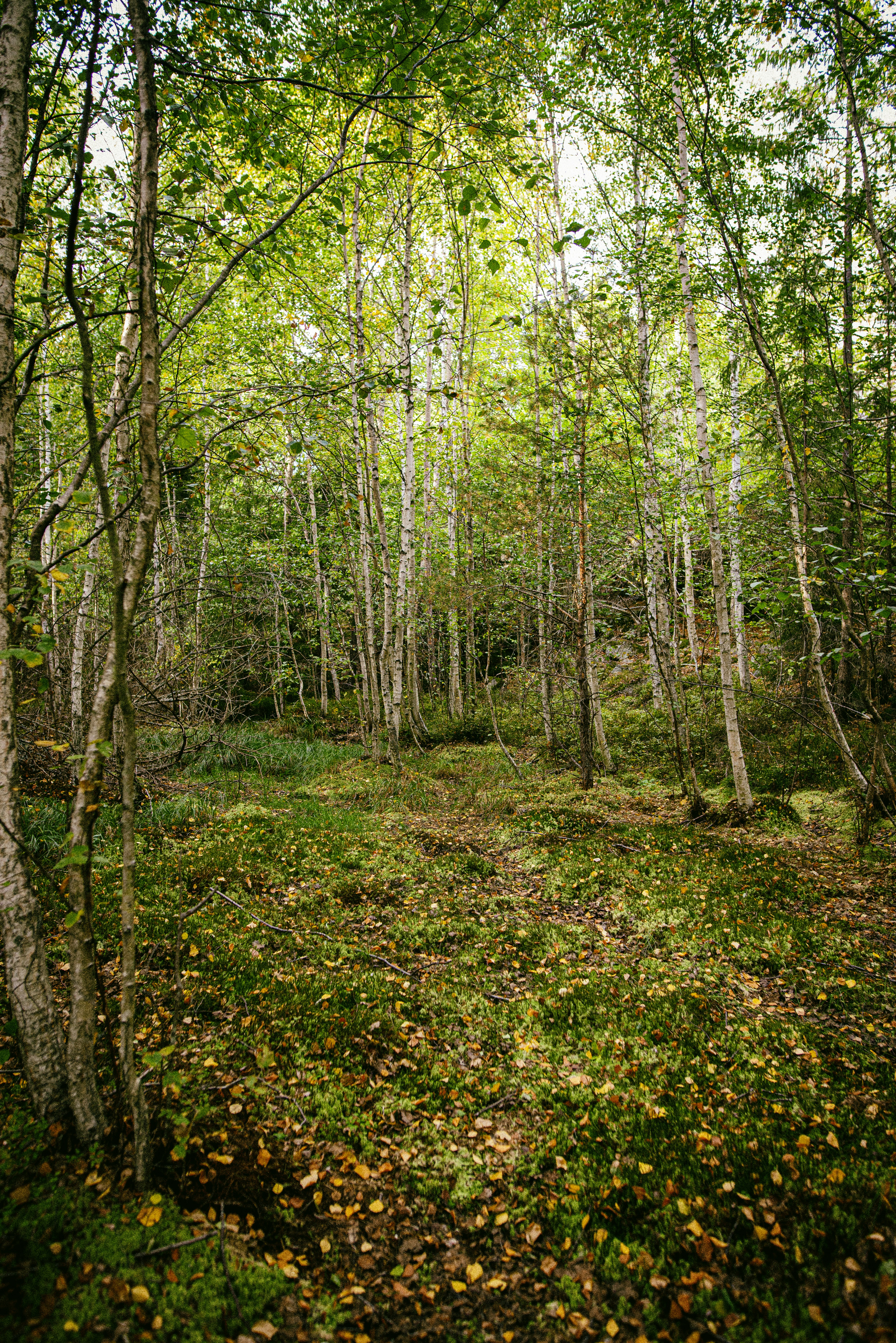 Lush forest scene featuring slender trees and a carpet of fallen leaves, inviting exploration through nature's tranquility.