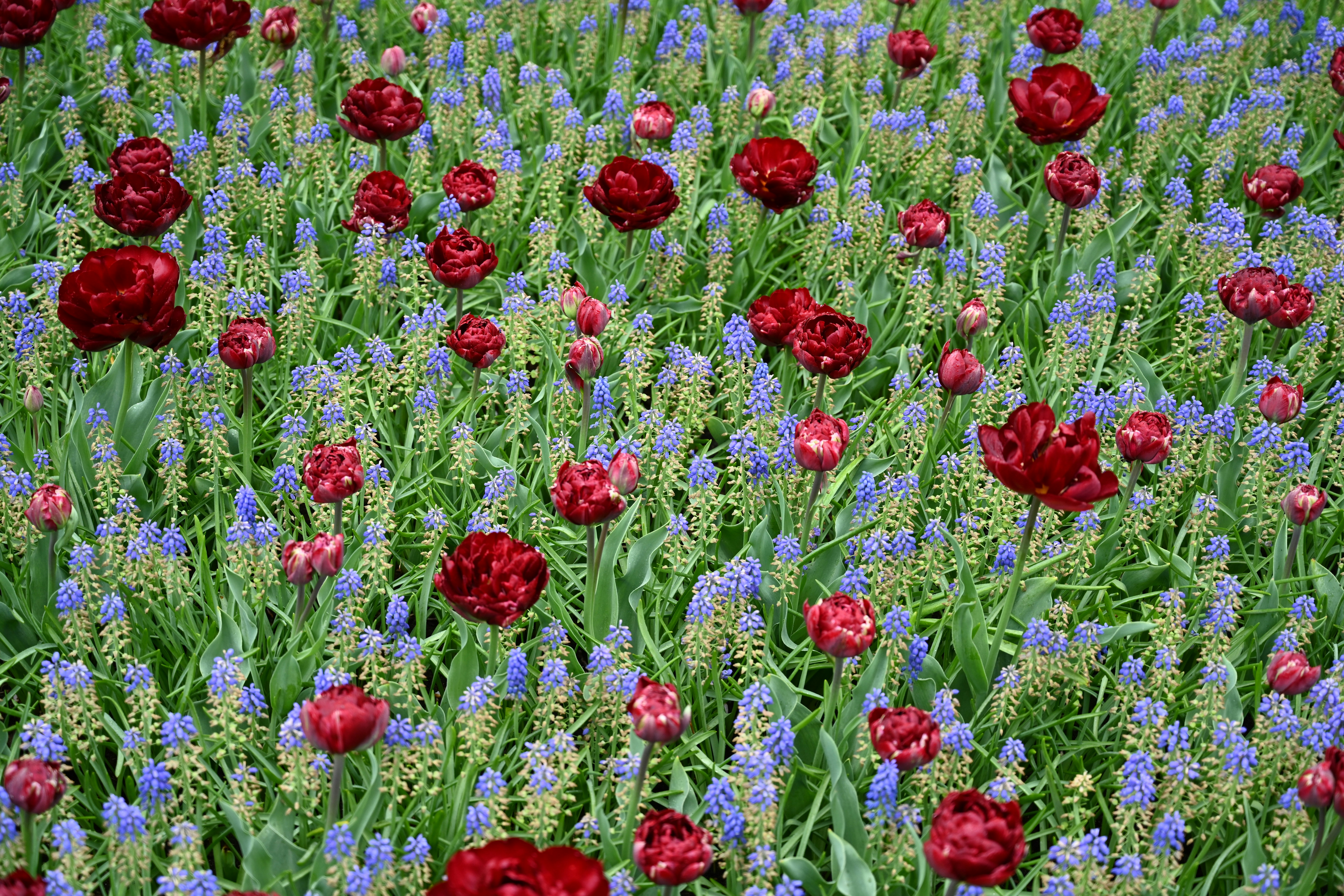 Champ de fleurs rouges et violettes photo – Image gratuite de Pays-Bas ...