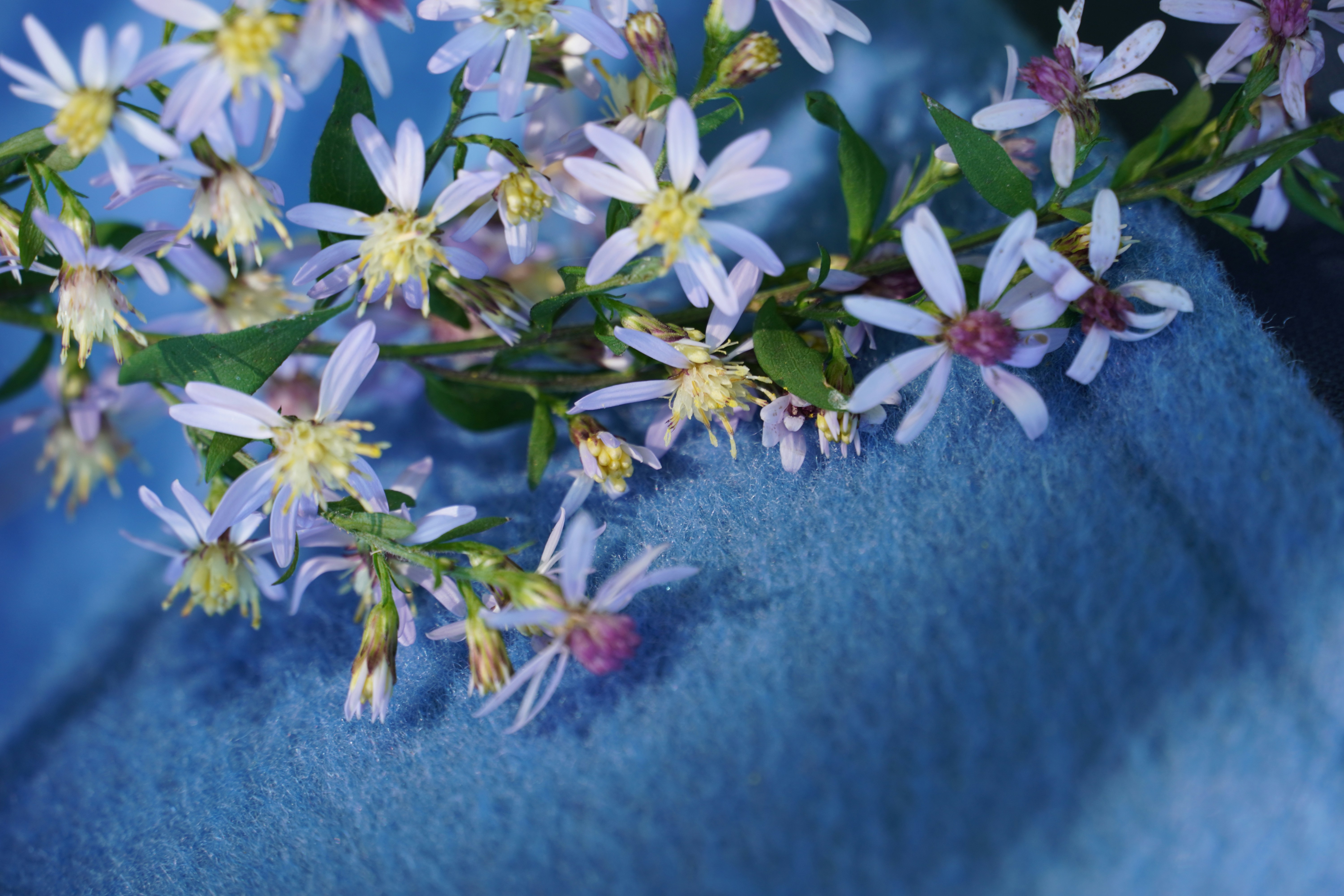 Tasha Peng (@bambooswan615) | Komunitas Foto Unsplash