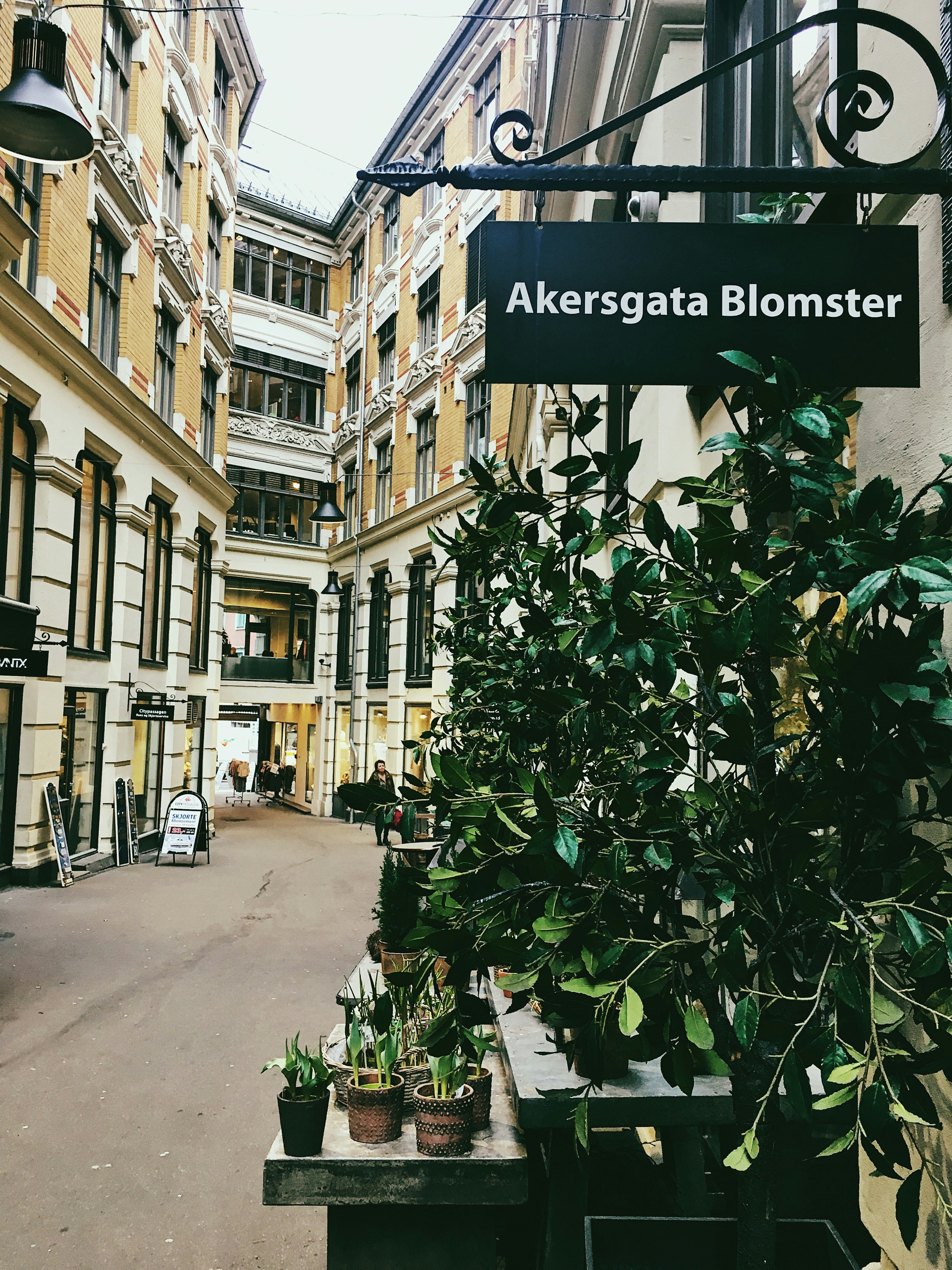 Green leaf plant near beige concrete building photo – Free Oslo Image ...