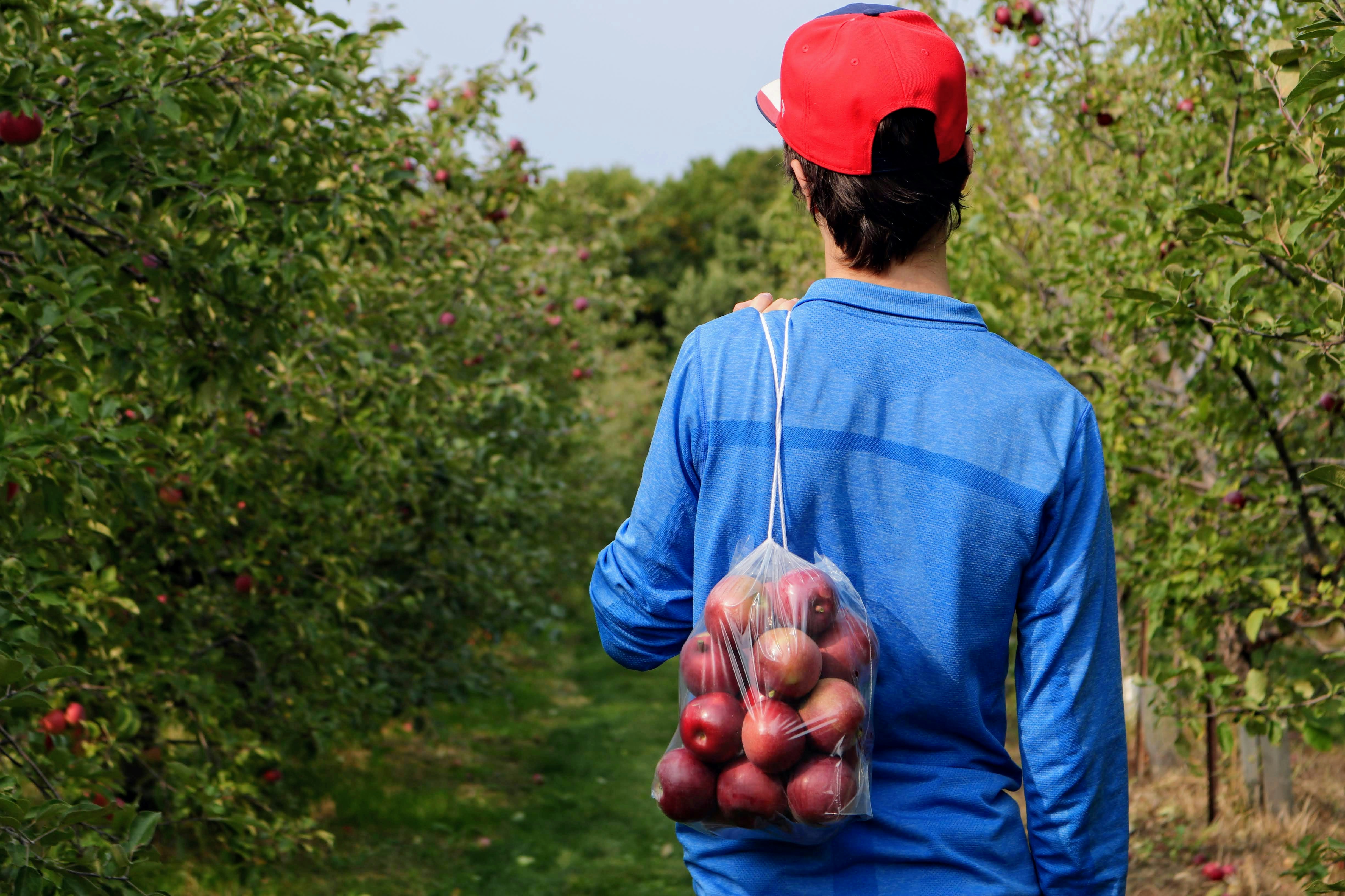 Blue Shirt, Red Cap, and a Bag of Apples: A Walk Through the Apple Orchard