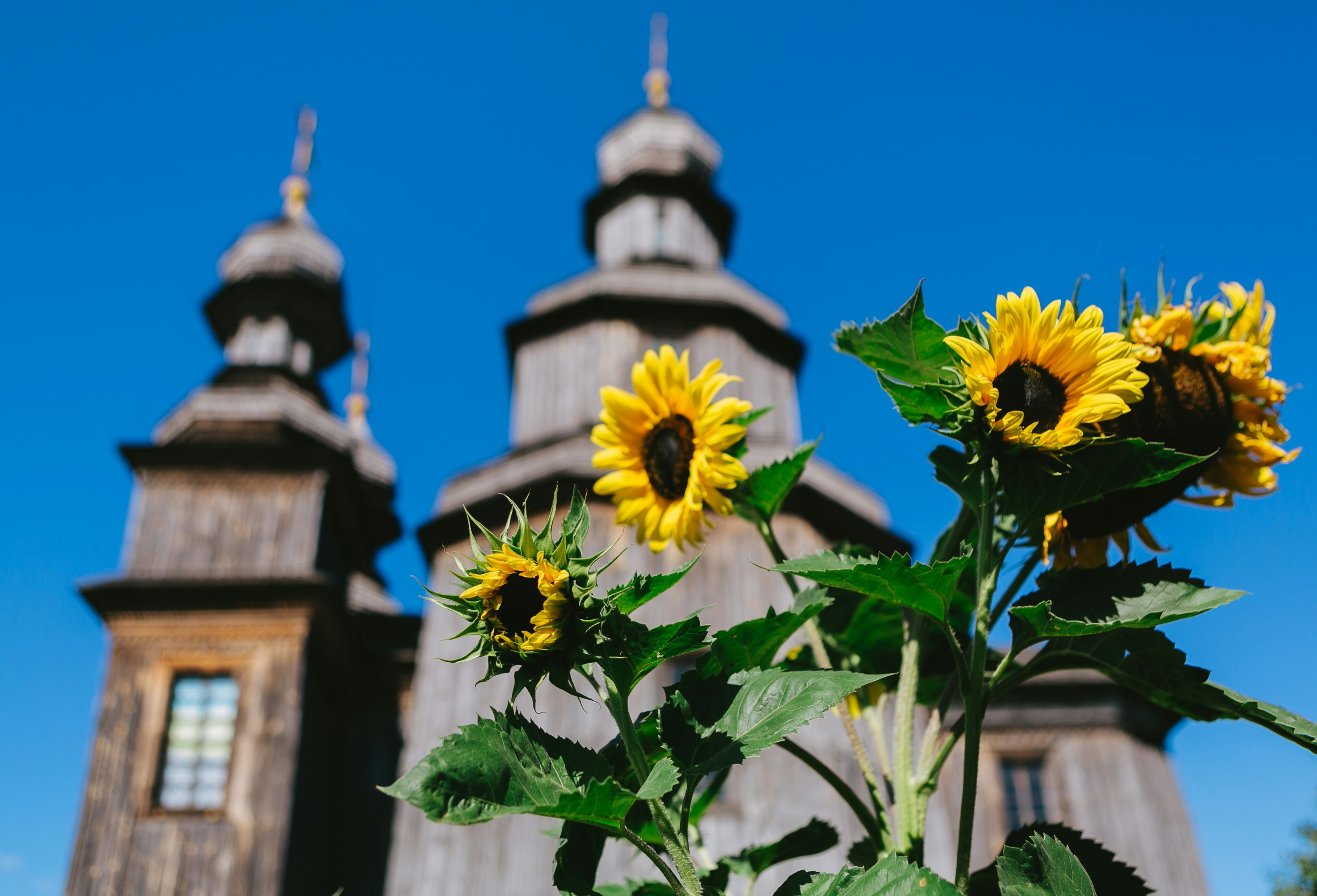 Sunflowers in Focus, Framing a Rustic Belltower Backdrop