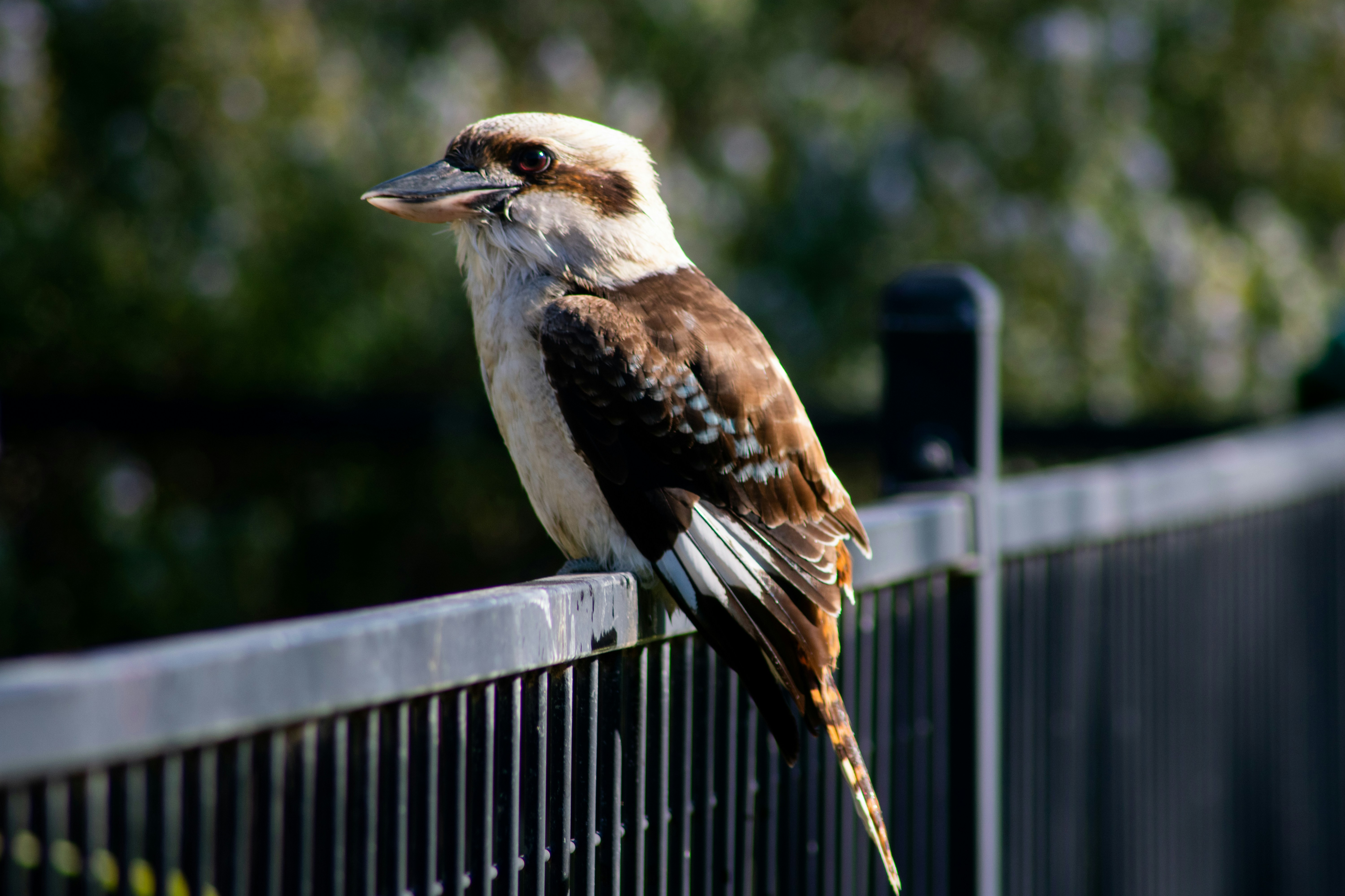 Perched Along the Rail: a Quiet Moment with a Bird