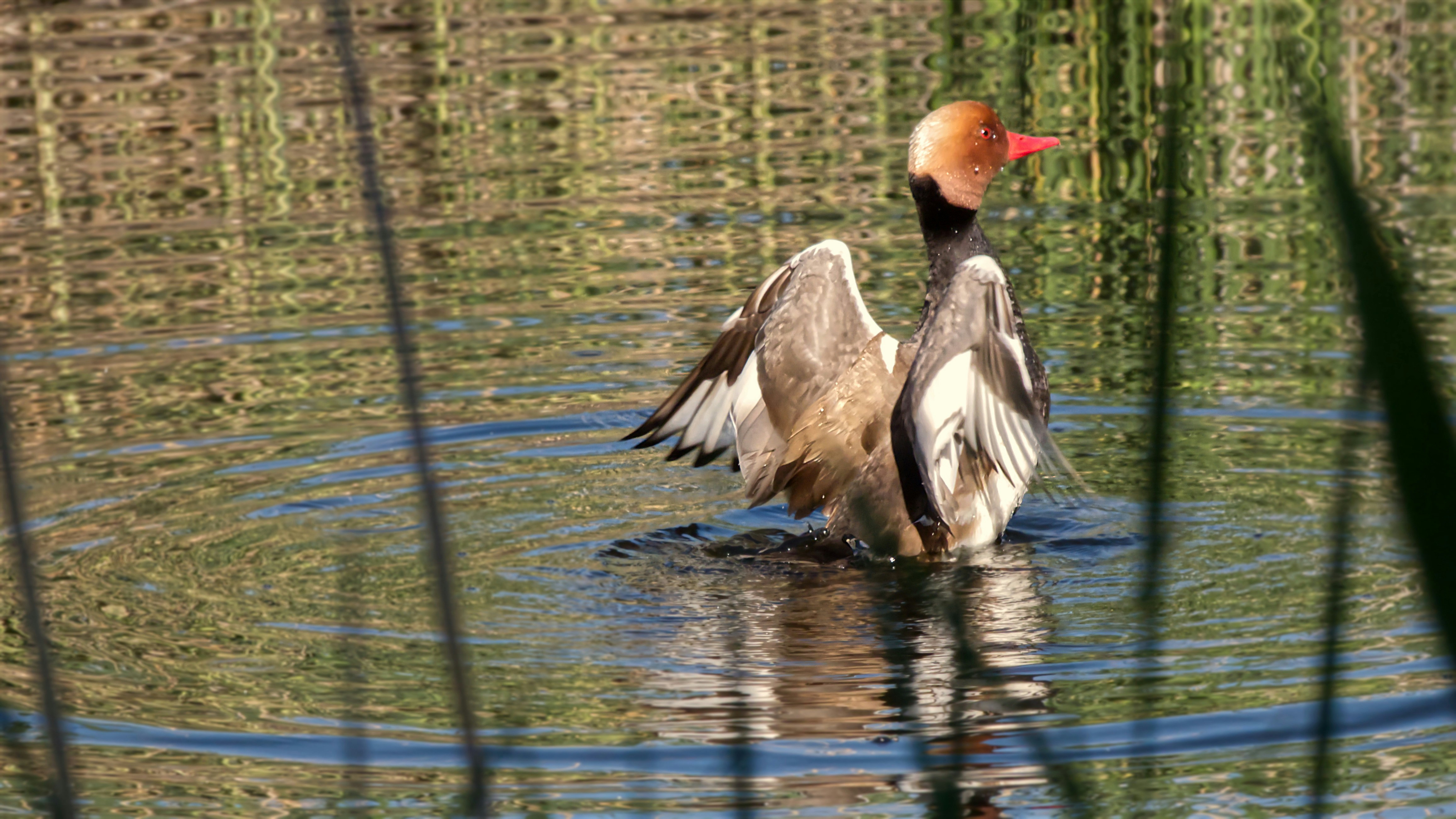 A duck on the lake
