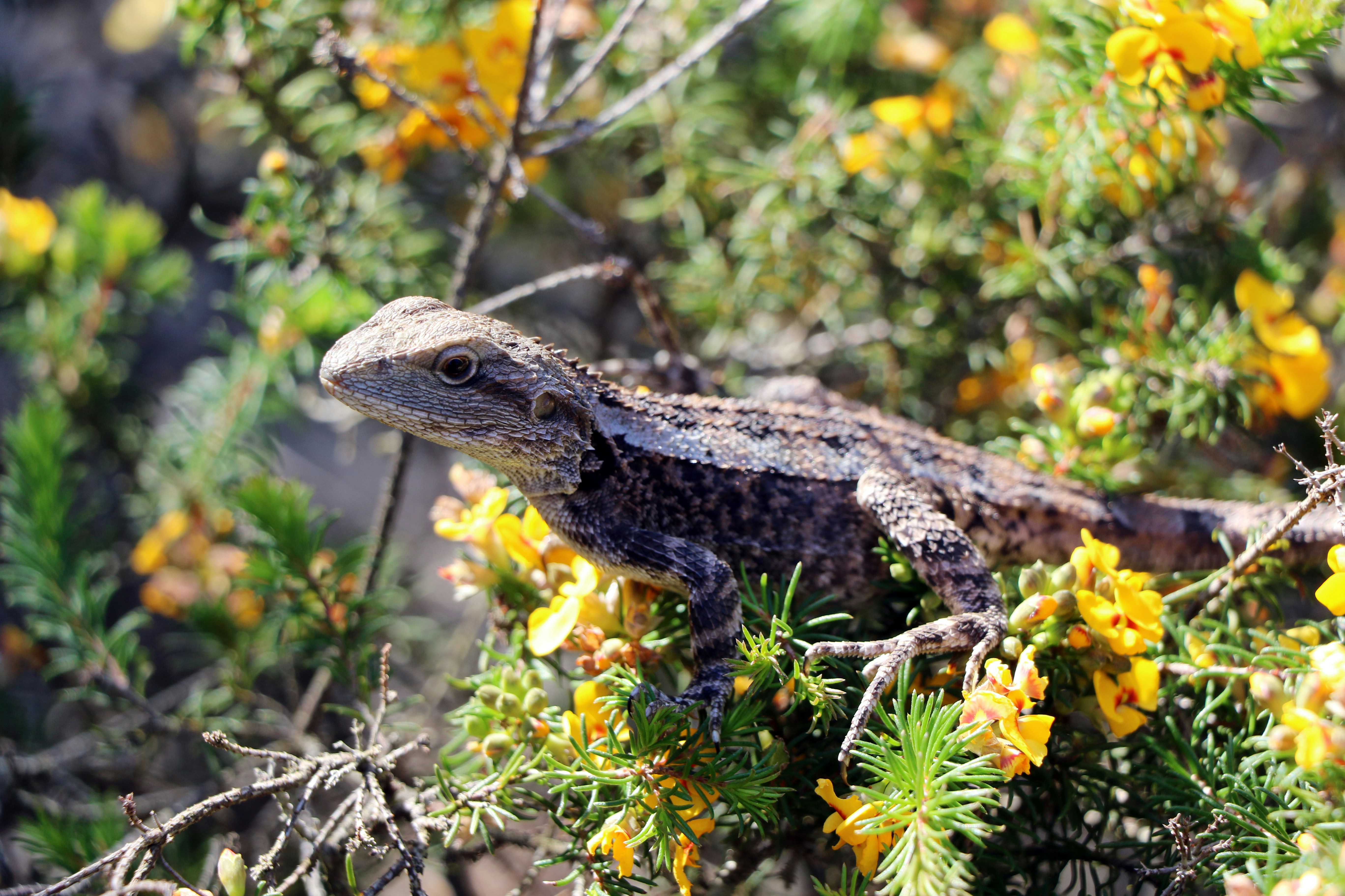 Yellow Bloom Sentinel: Lizard Amid Sunlit Shrubs