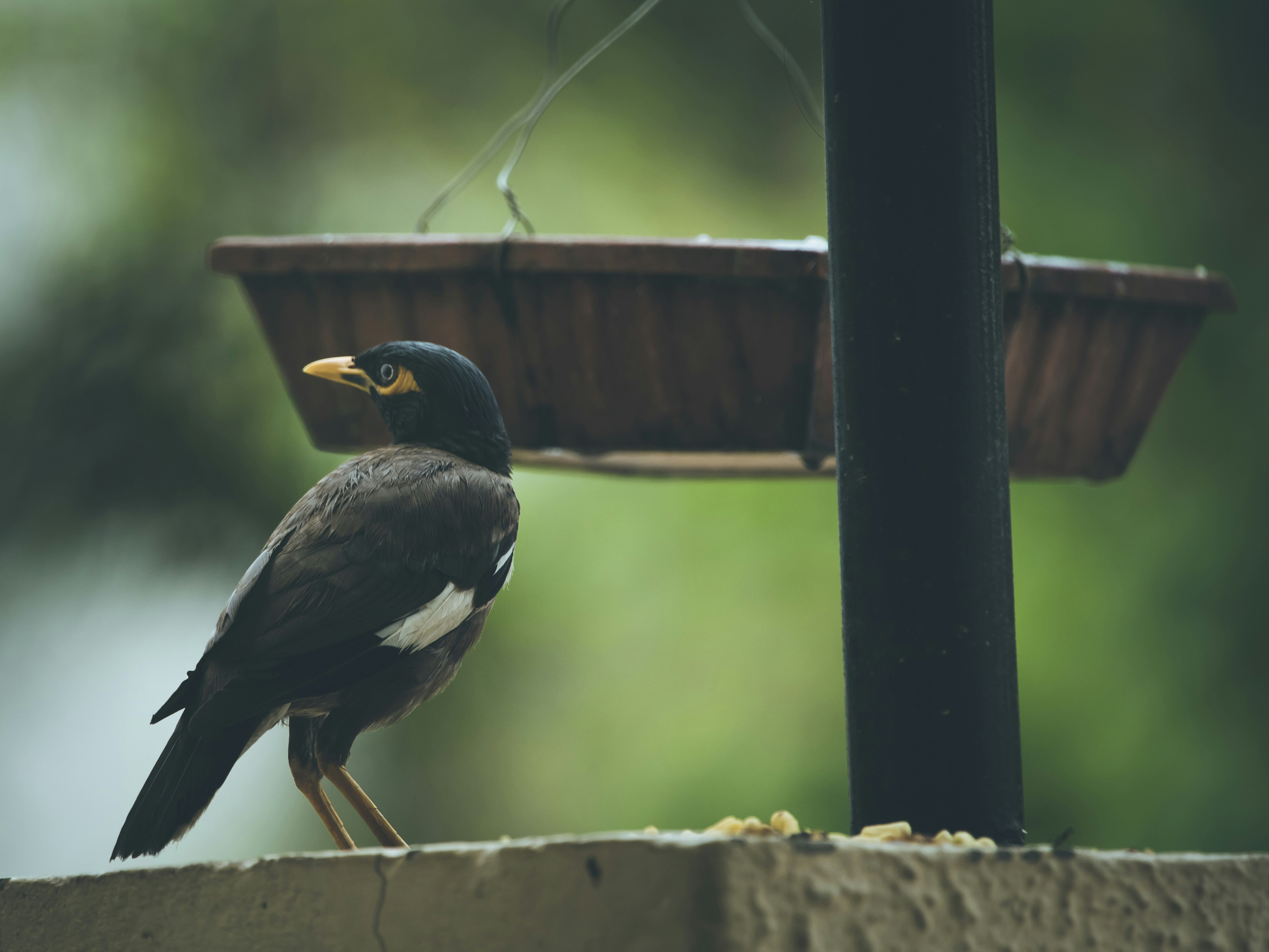 A myna bird perches on a ledge, gazing intently at a nearby bird feeder, surrounded by a blurred green backdrop.