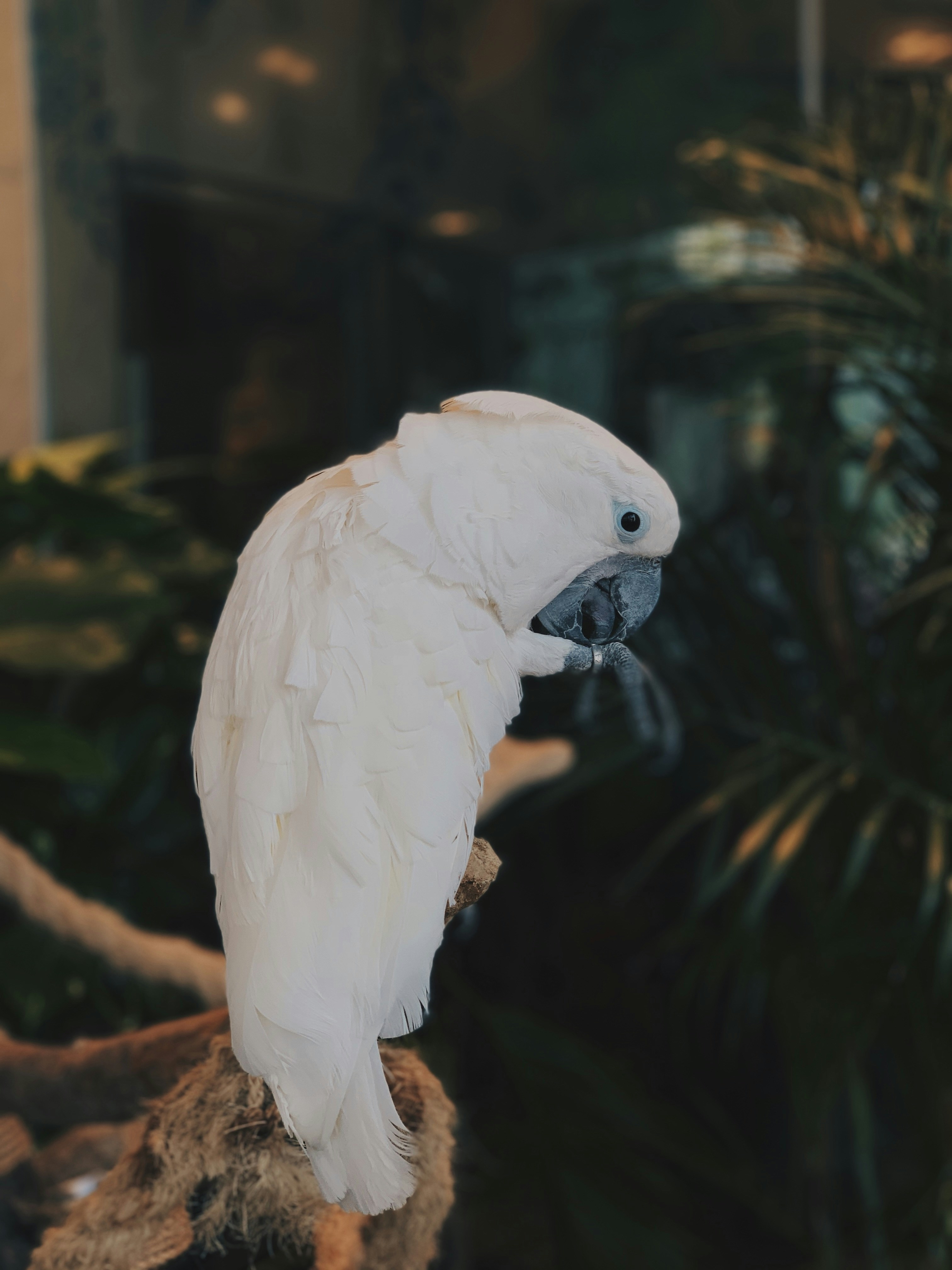 Ivory Crest in a Glasshouse: Portrait of a Cockatoo on a Weathered Branch