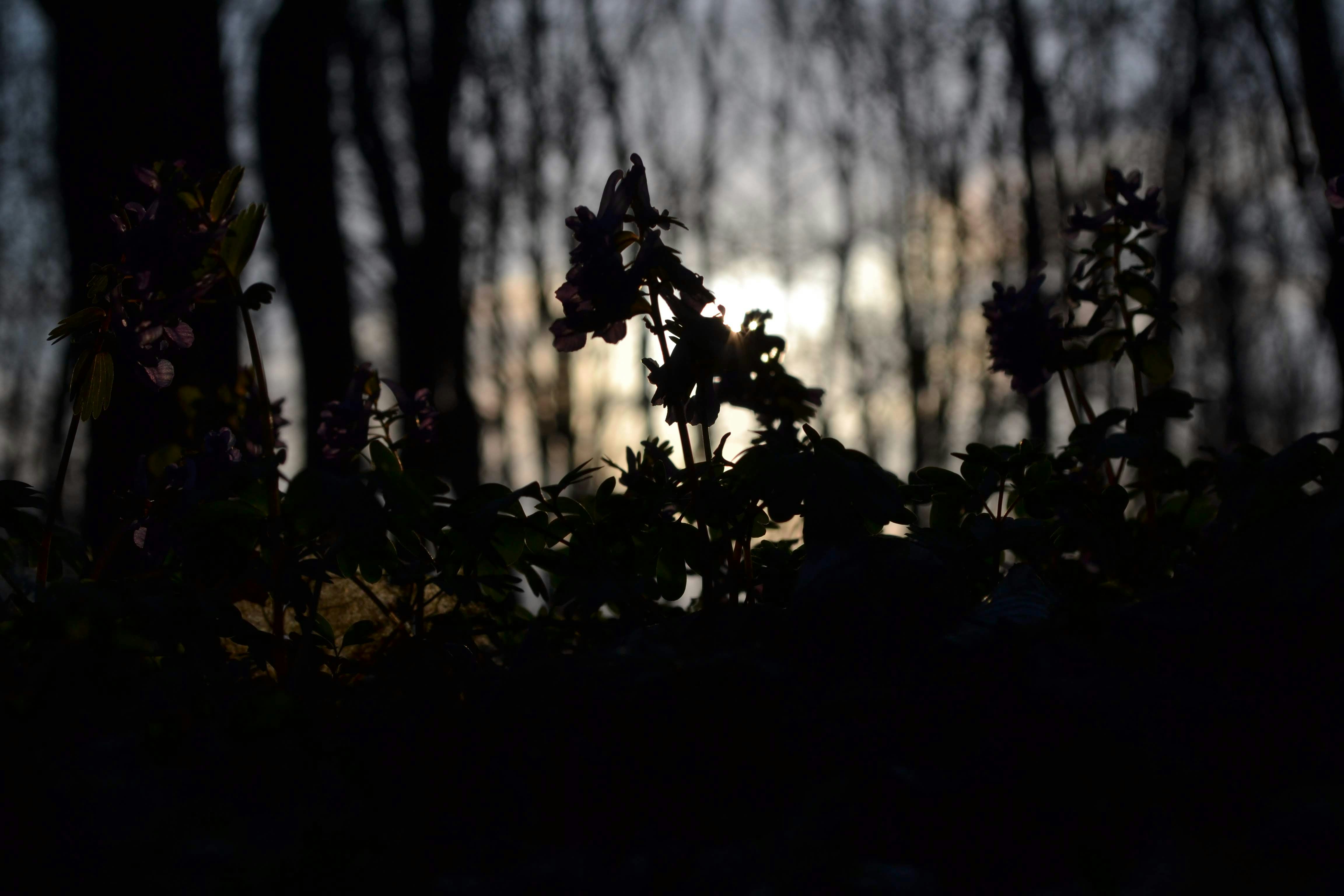 Twilight Silhouettes at Forest Edge: backlit serenity framing dark foreground