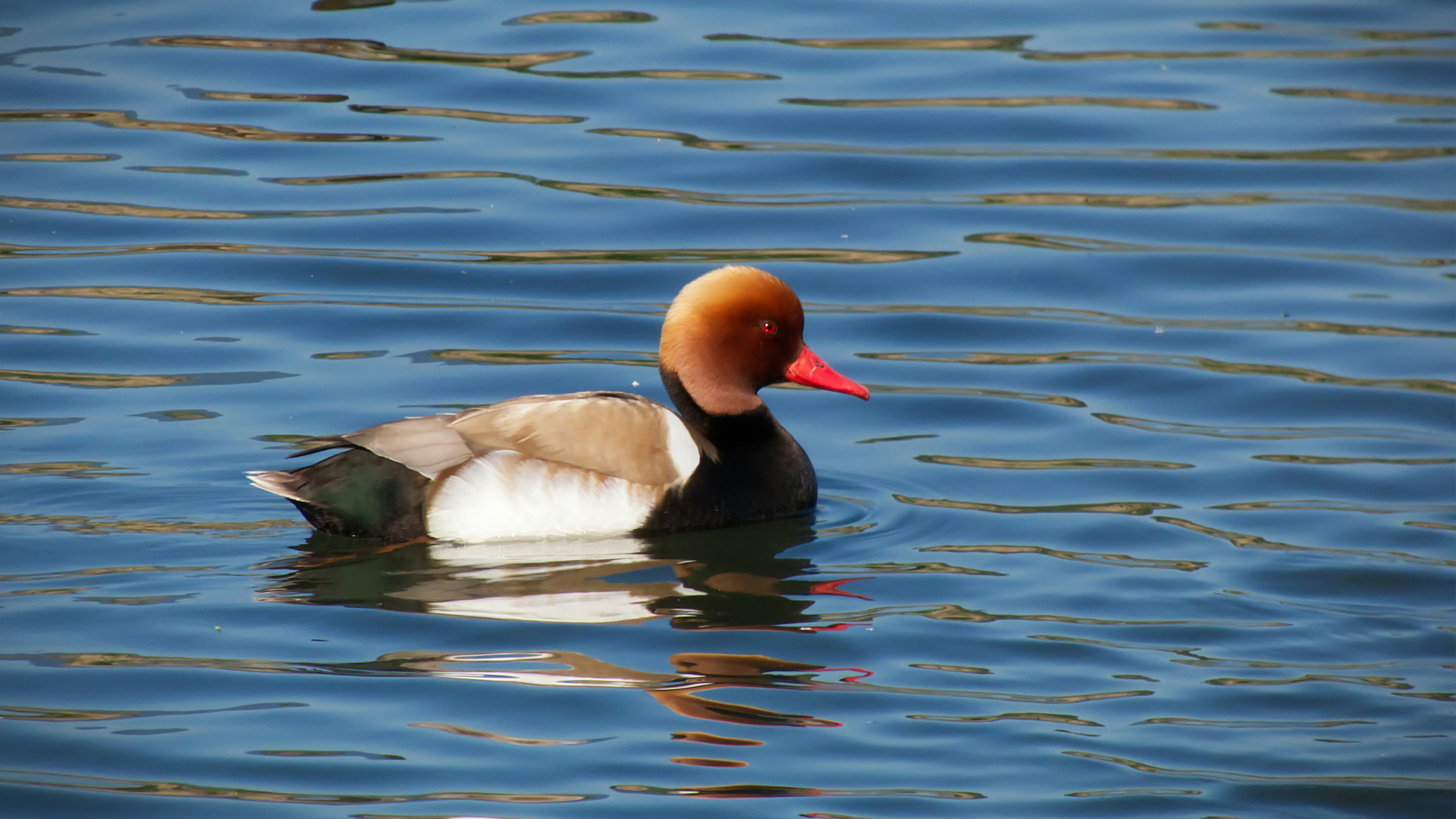 Acer Goose Light on a Quiet Lake