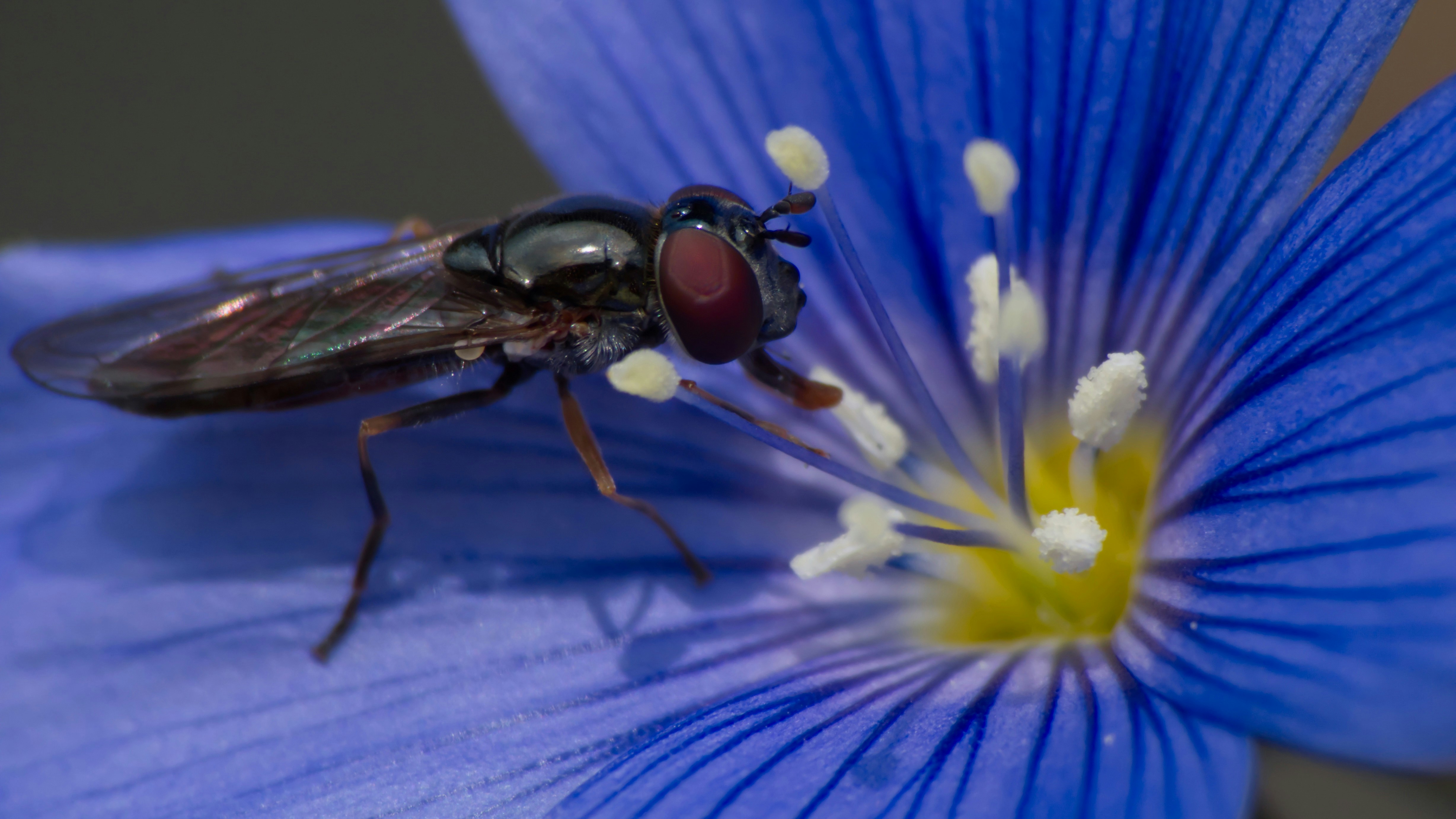 Hoverfly on Indigo Bloom: A Micro Moment