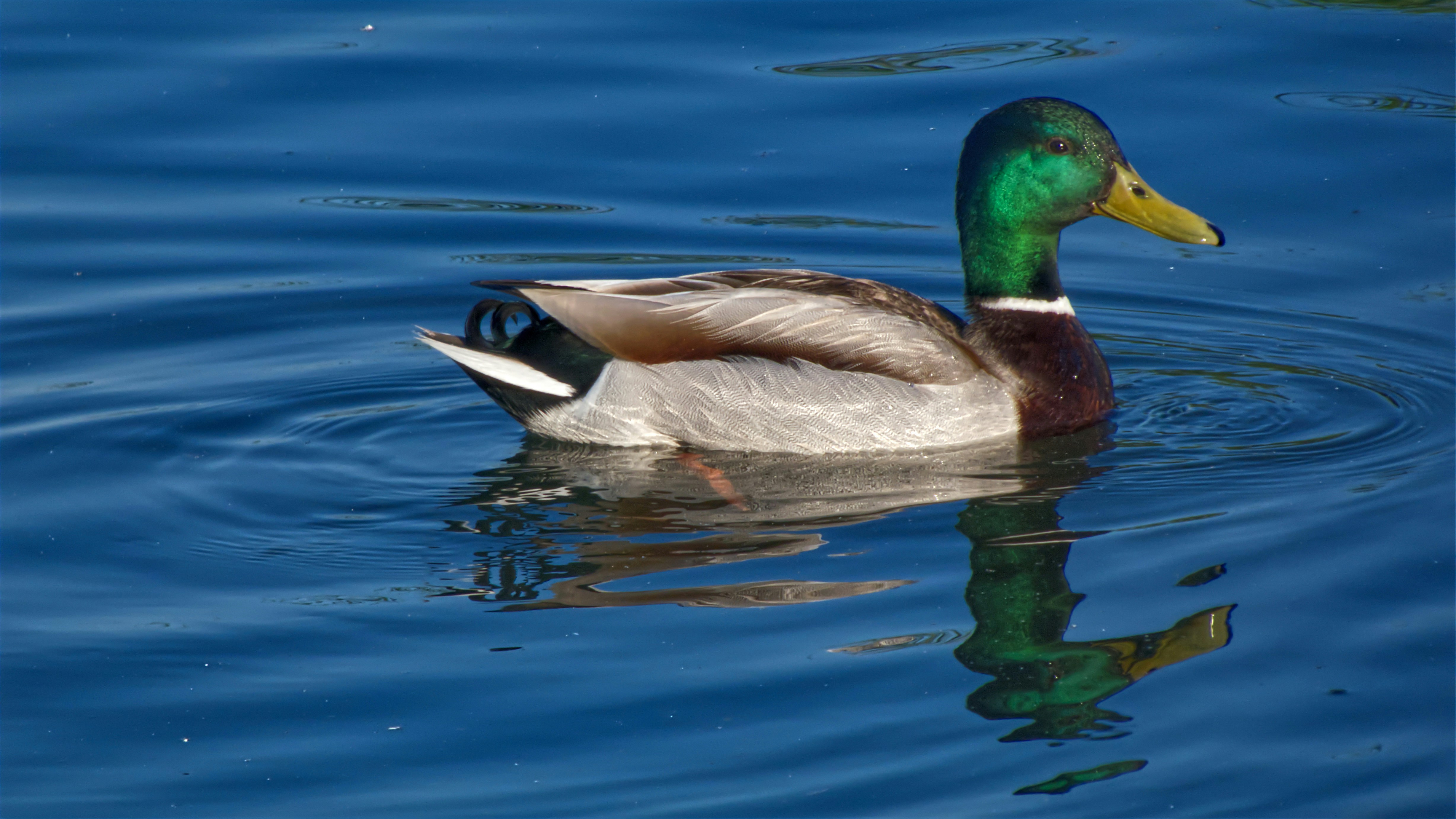 A male mallard duck glides gracefully across a tranquil blue lake, its vibrant green head reflecting in the water's surface.