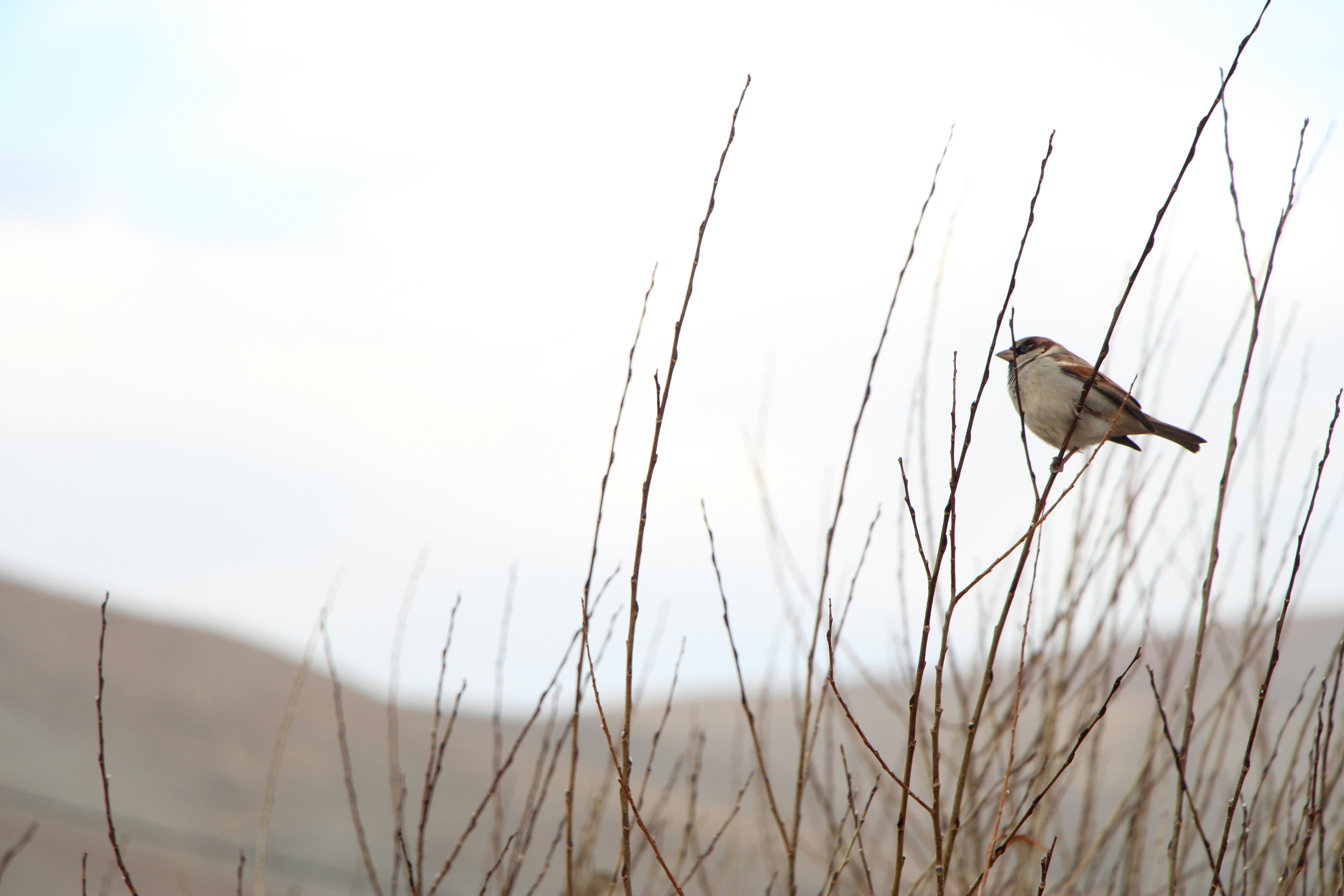 Perched Songbird Amid Winter Slender Branches