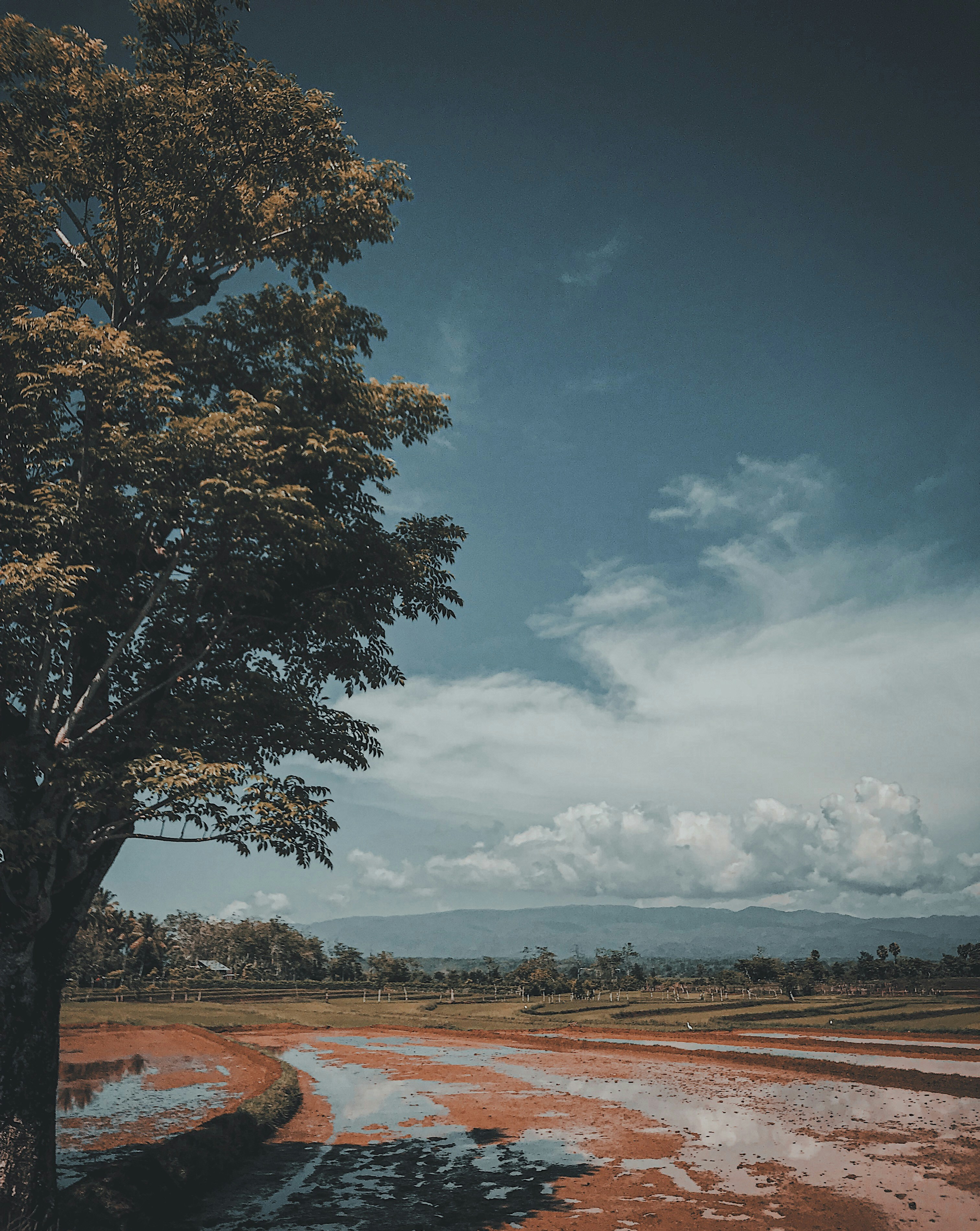 Lone Tree Framing a Red Riverbed Under an Expansive Sky