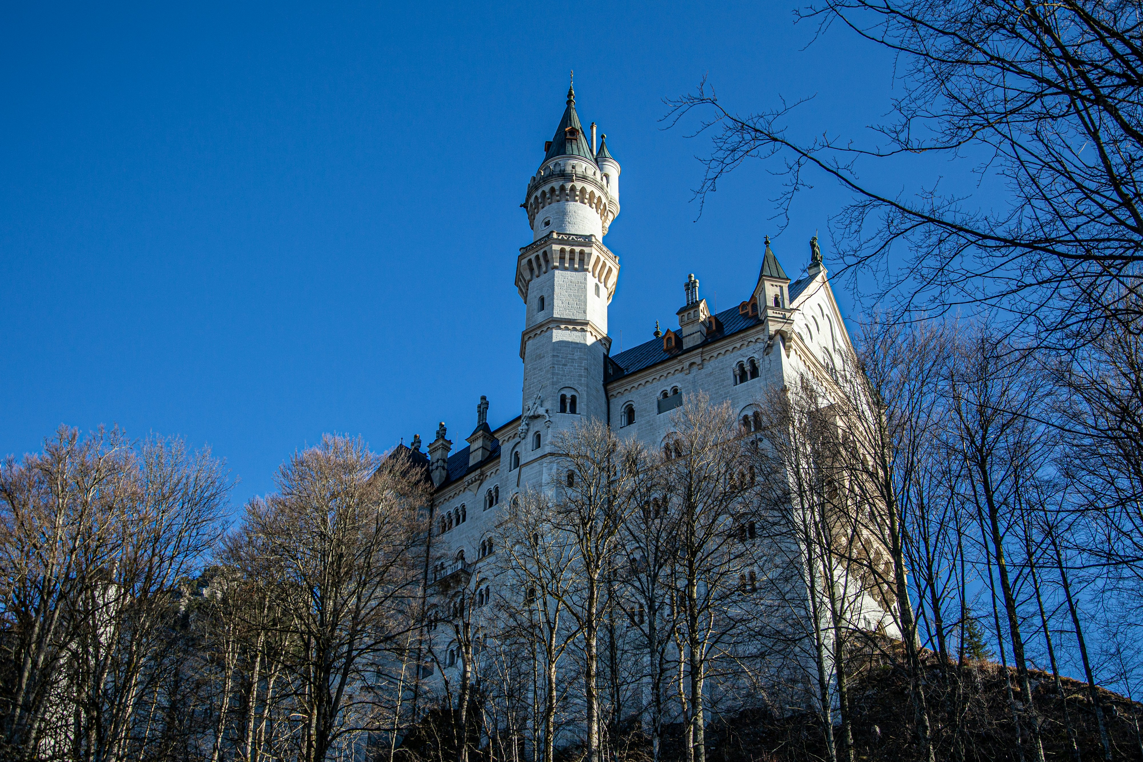 Neuschwanstein Castle rises above leafless trees against a clear blue sky.