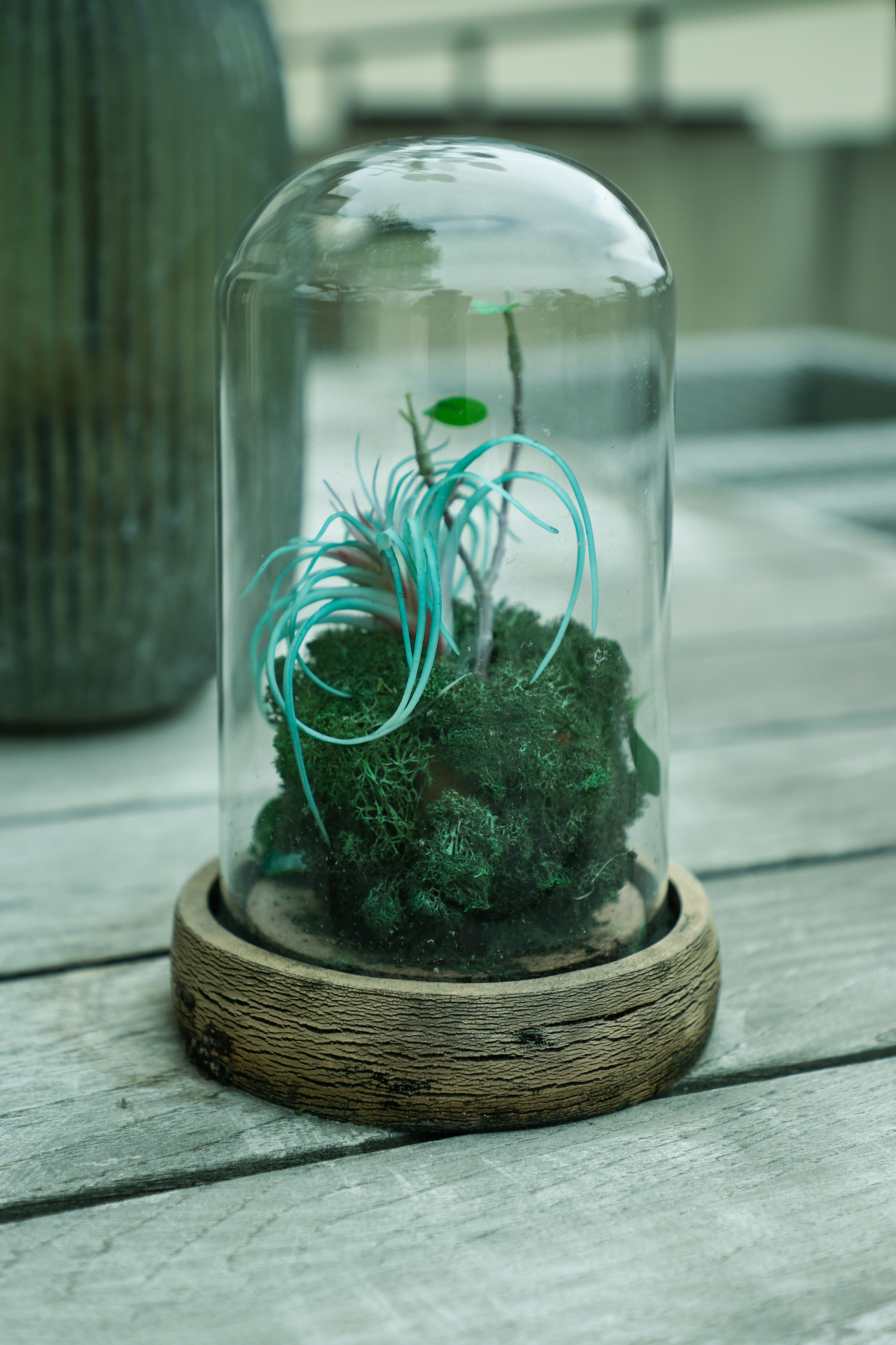 green plant in clear glass jar