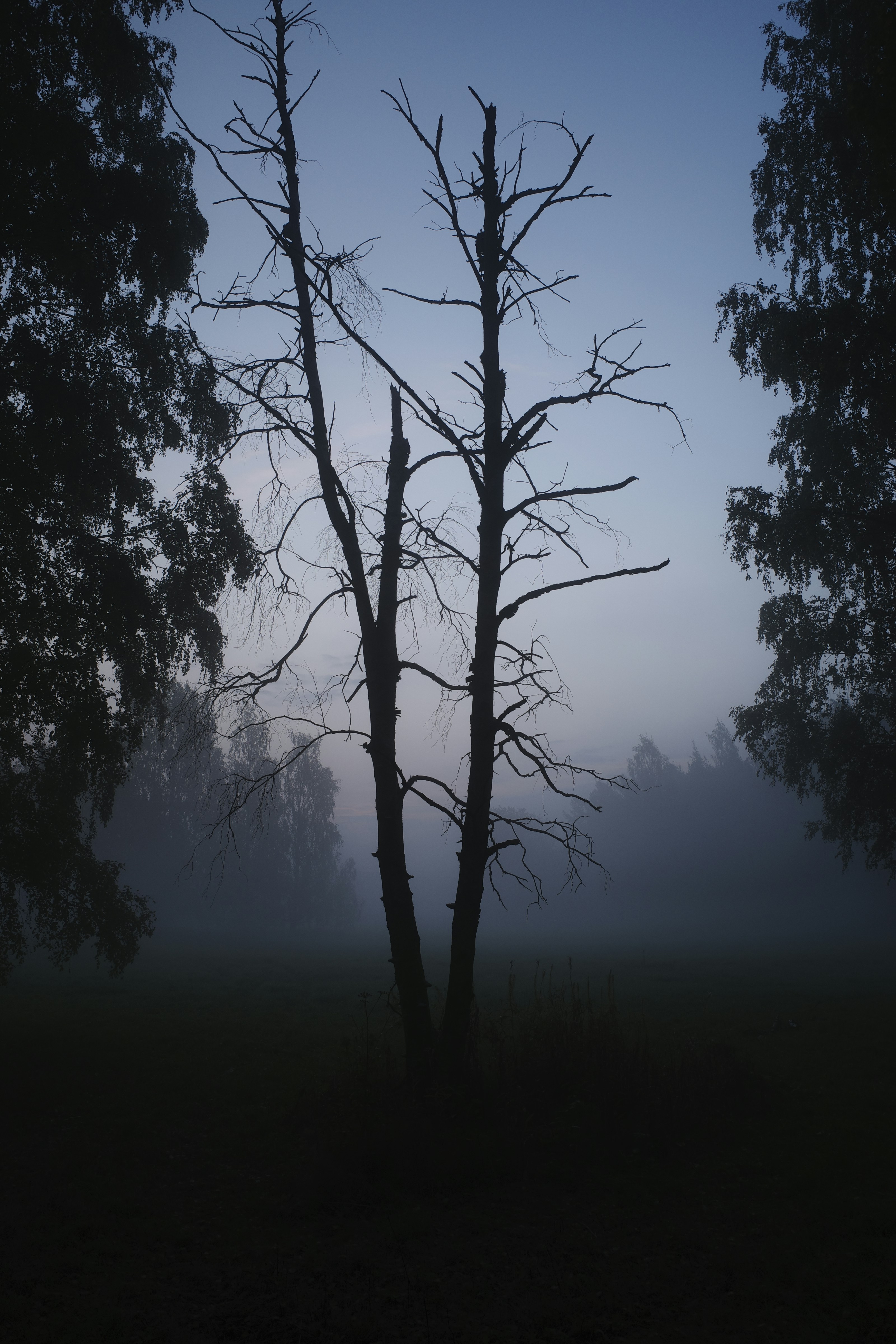 Silhouetted trees emerge from dense fog, creating an ethereal atmosphere in a quiet woodland scene.