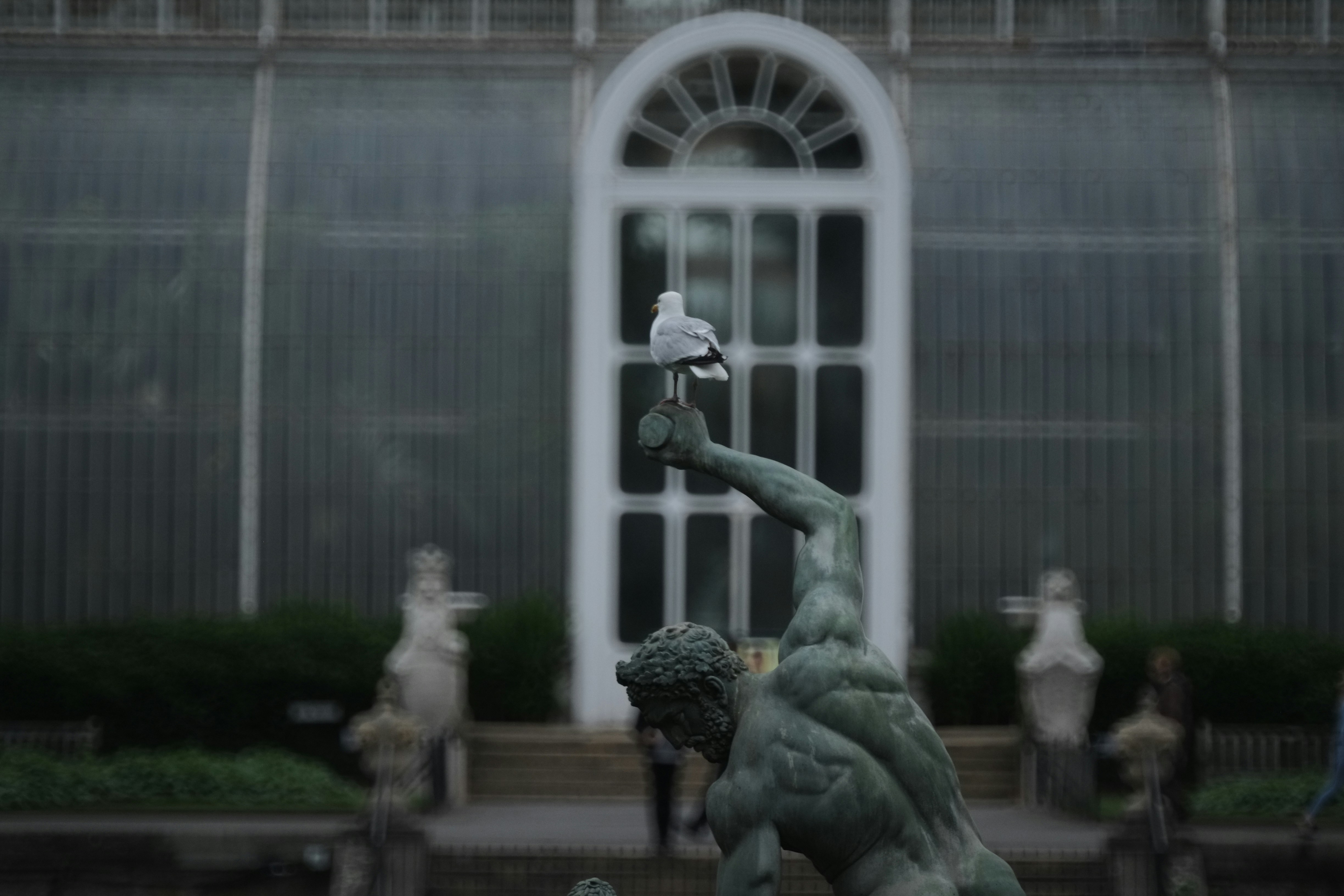 Seagull on Bronze Reach: Quiet Gesture Before Glass and Garden