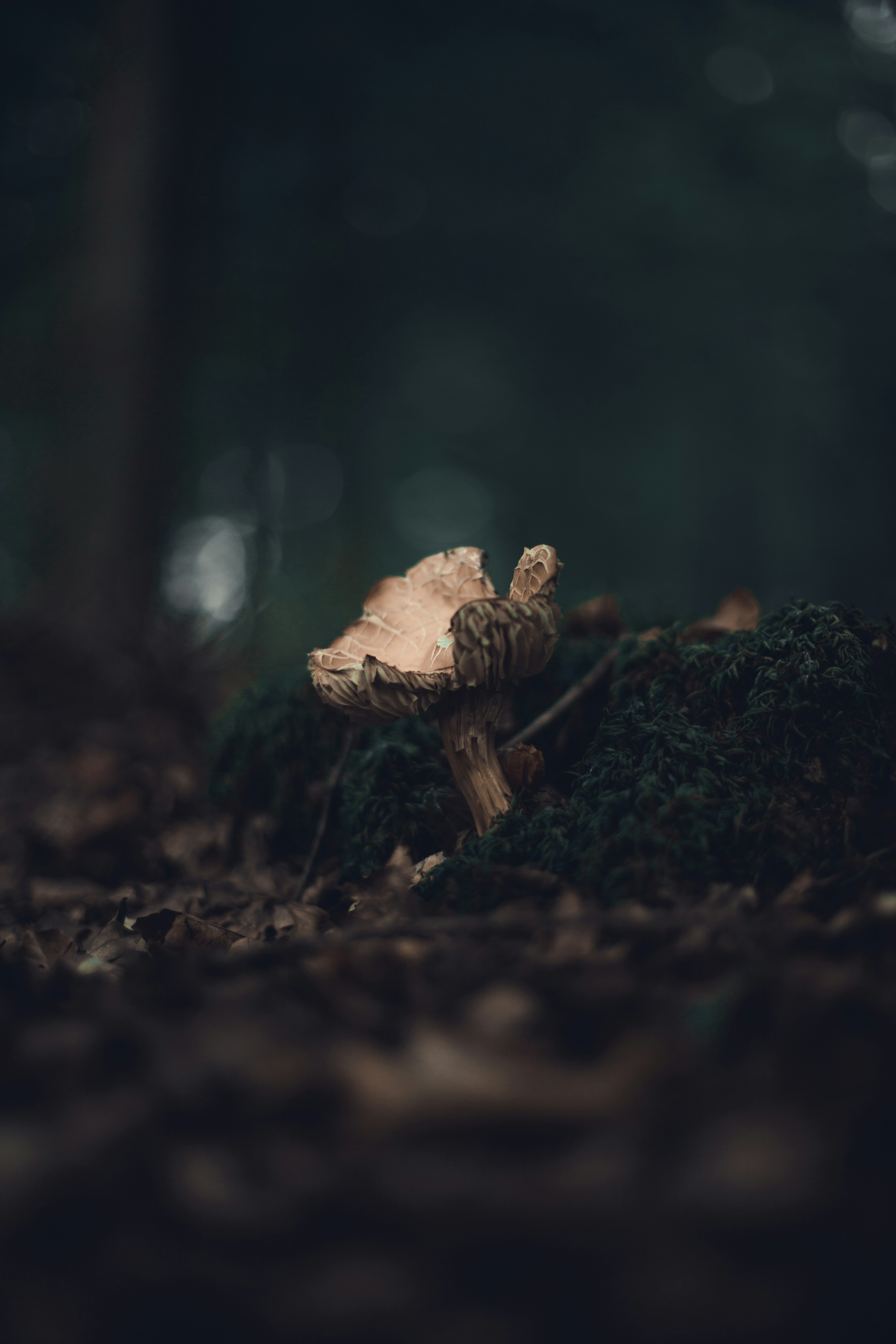 Whisper of Moss: A Solitary Mushroom in a Dappled Forest Shroud